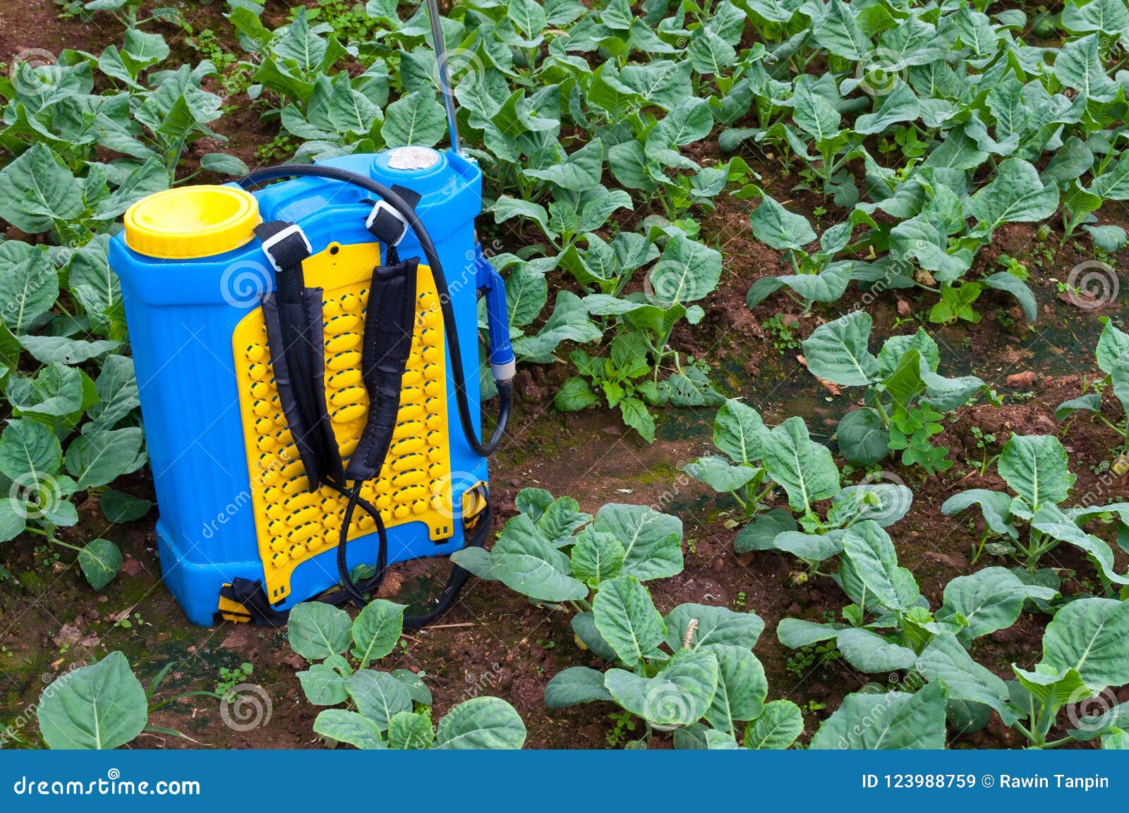 Spraying Fertilizer. Hand-pumped Sprayer, Using Pesticides on the ... Spraying Fertilizer. Hand-pumped Sprayer, Using Pesticides on the ...