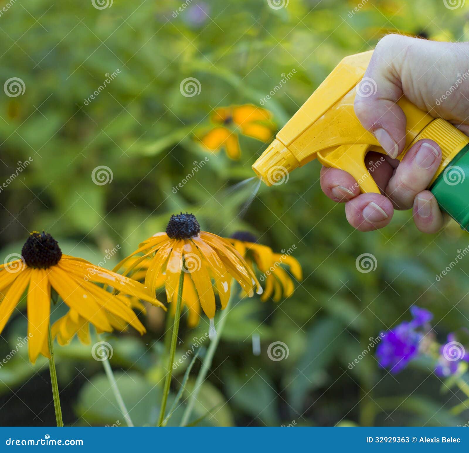 Spraying flowers stock image. Image of gardening, garden - 32929363