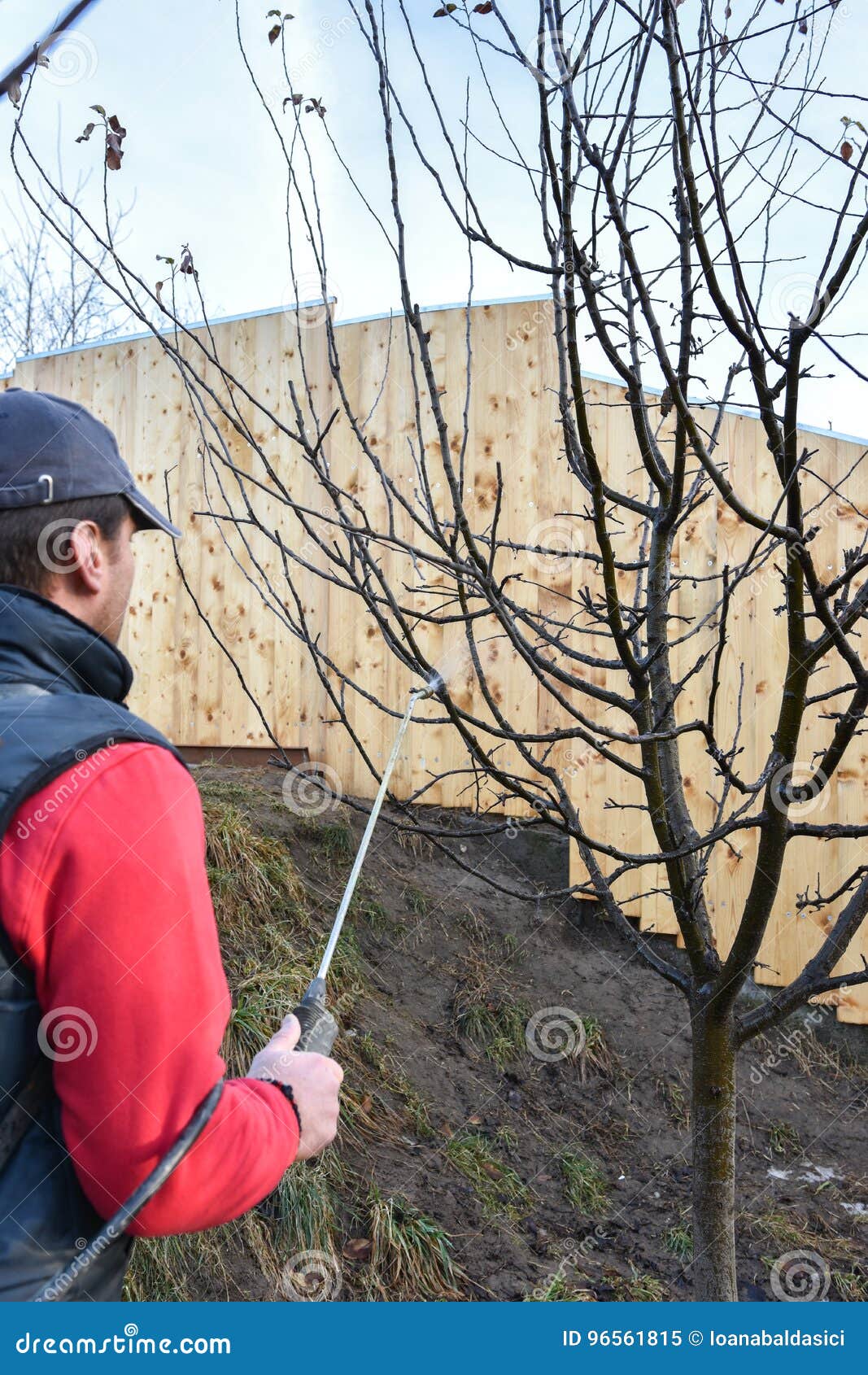 Spraying Of Fruit Trees In Late Winter From Pests And Insects Royalty ...