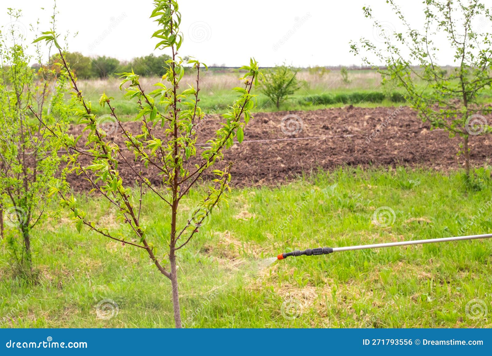 Spraying Of Fruit Trees In The Garden Disease Prevention And Plant