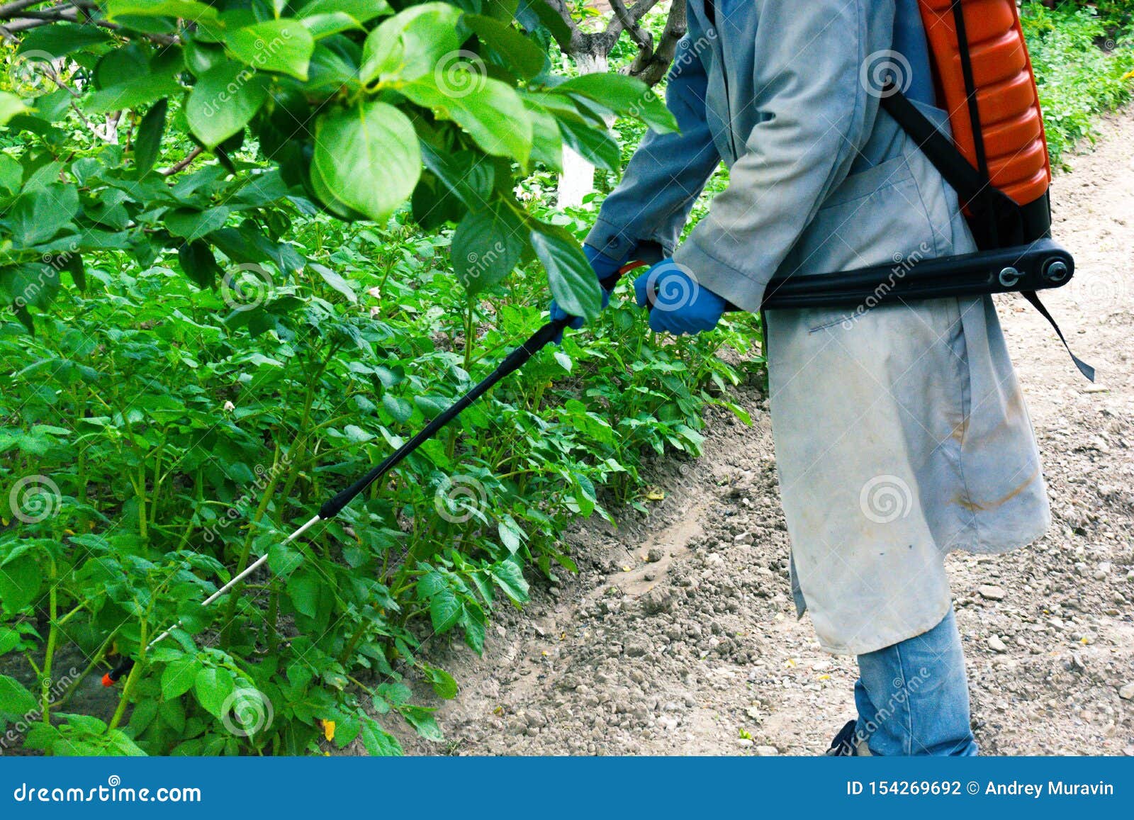 Spraying the garden stock photo. Image of pesticides - 154269692