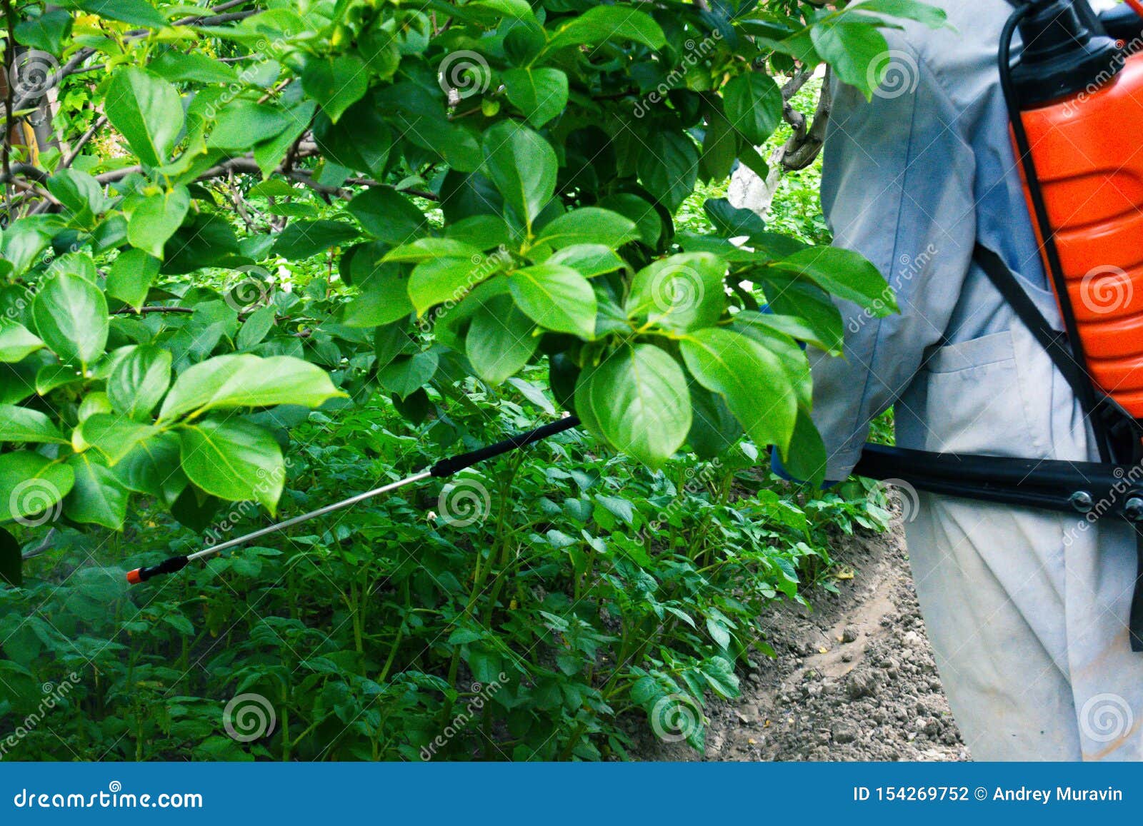 Spraying the garden stock photo. Image of equipment - 154269752