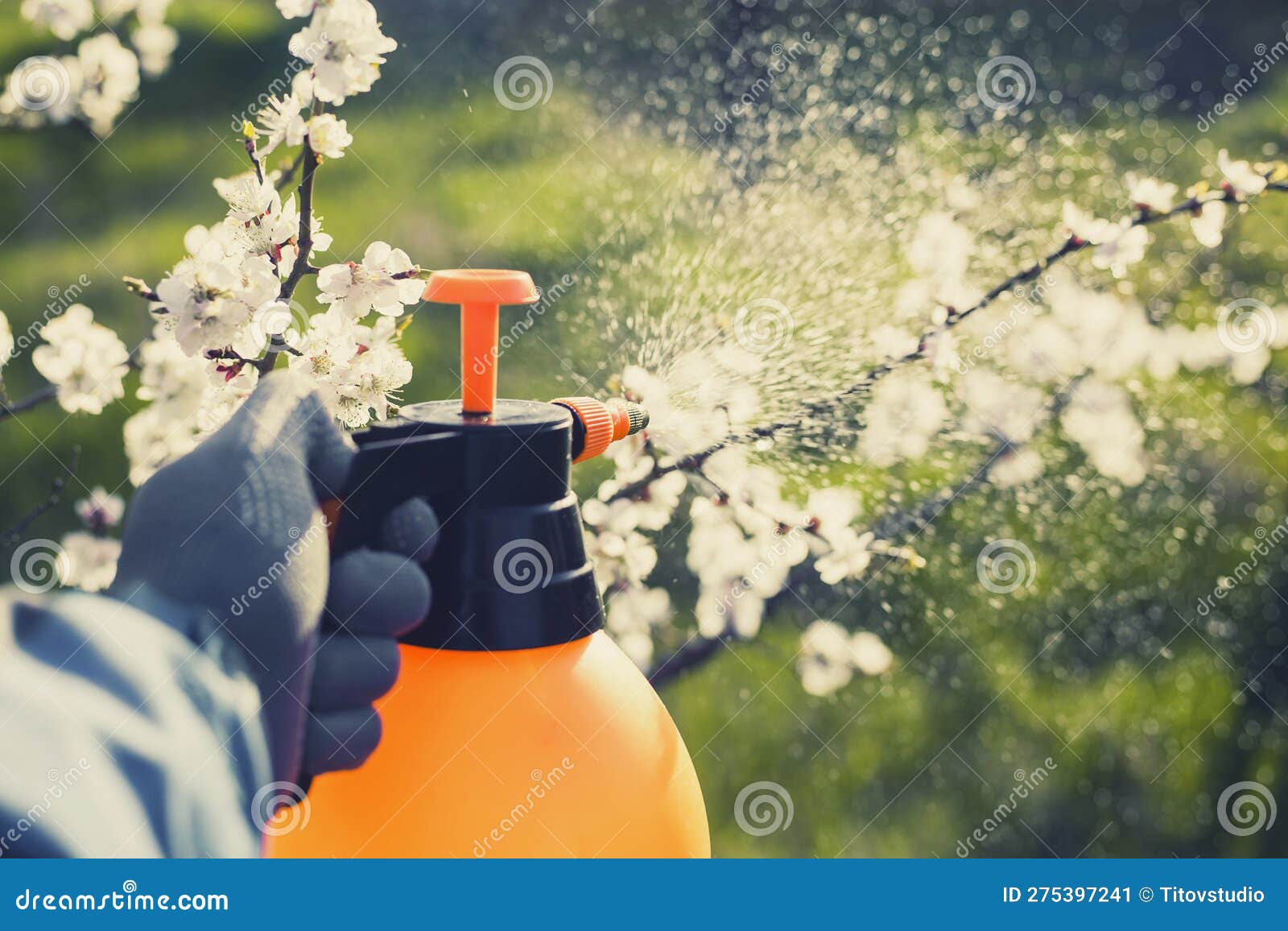 Spraying the Garden from Pests and Diseases with a Pulverizer Stock ...