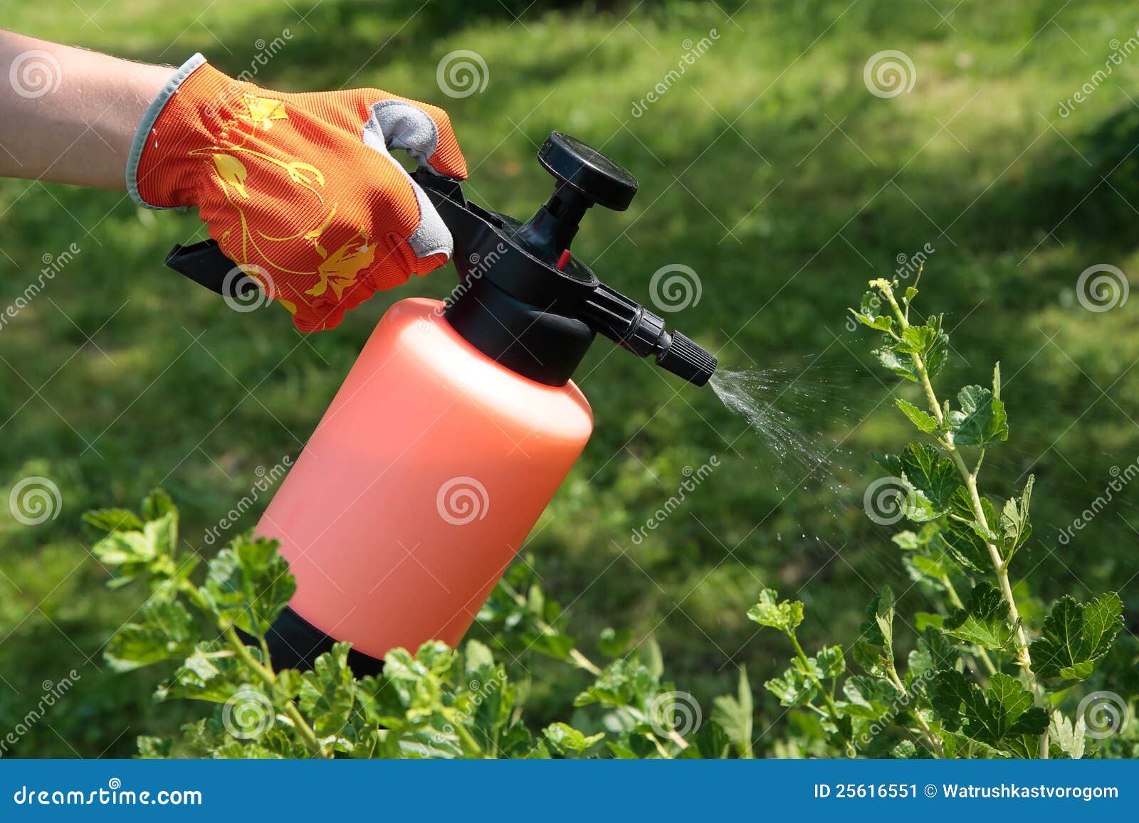 Spraying Gooseberry Bush Against Pests Stock Image - Image of sprayer ...