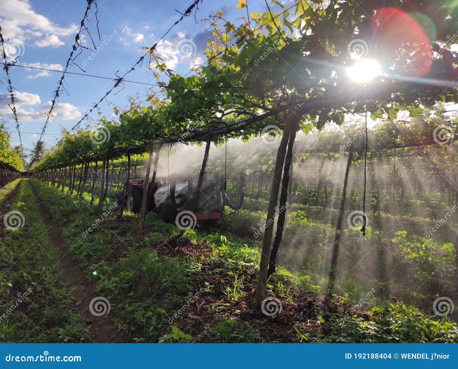 Spraying on a Grape Orchard in the Sao Francisco Valley of Brazil Stock ...