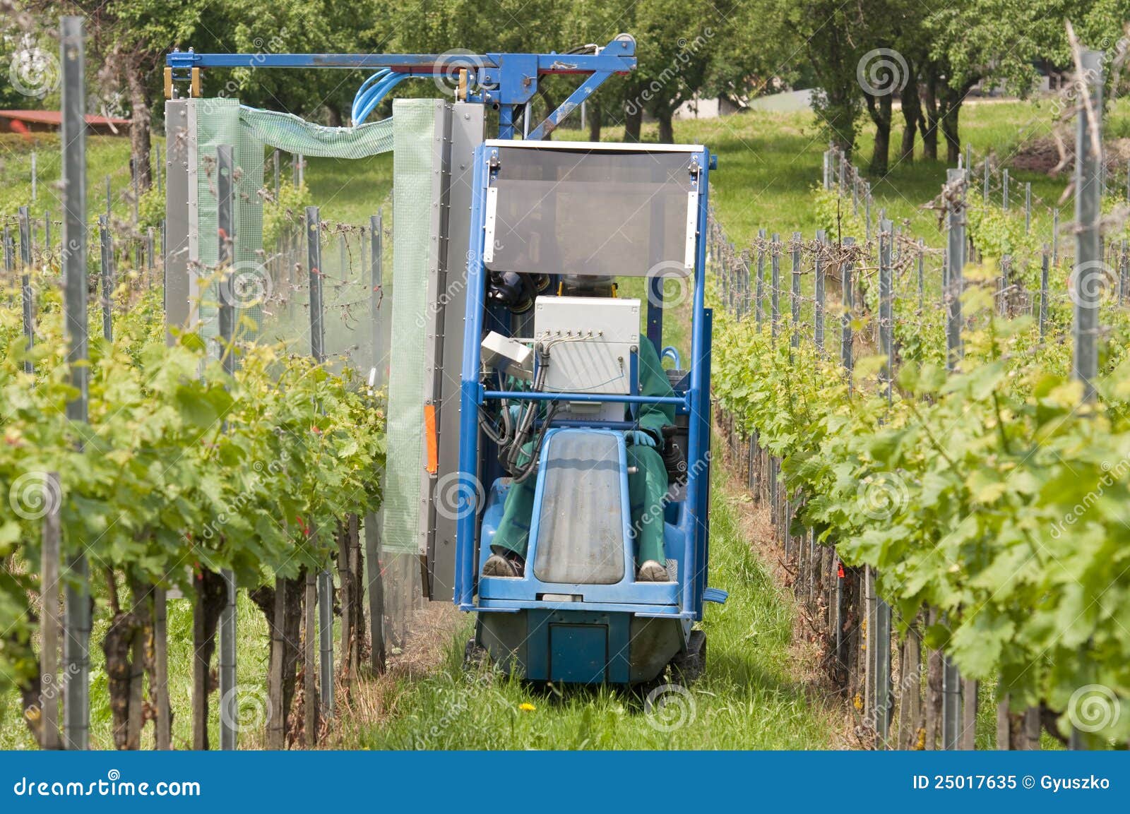 Spraying Grape Vines in the Vineyard Stock Image - Image of transport ...