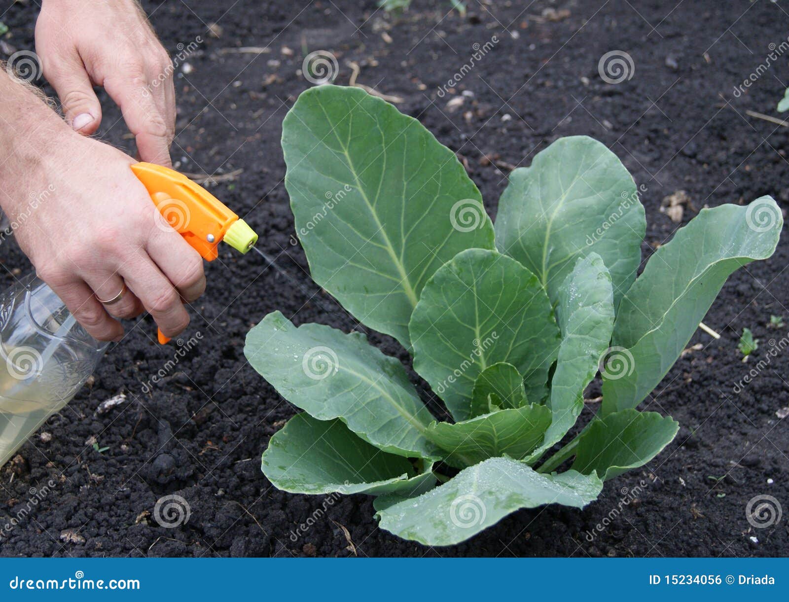 Spraying of Growing Cabbage from Wreckers Stock Photo - Image of sprays ...
