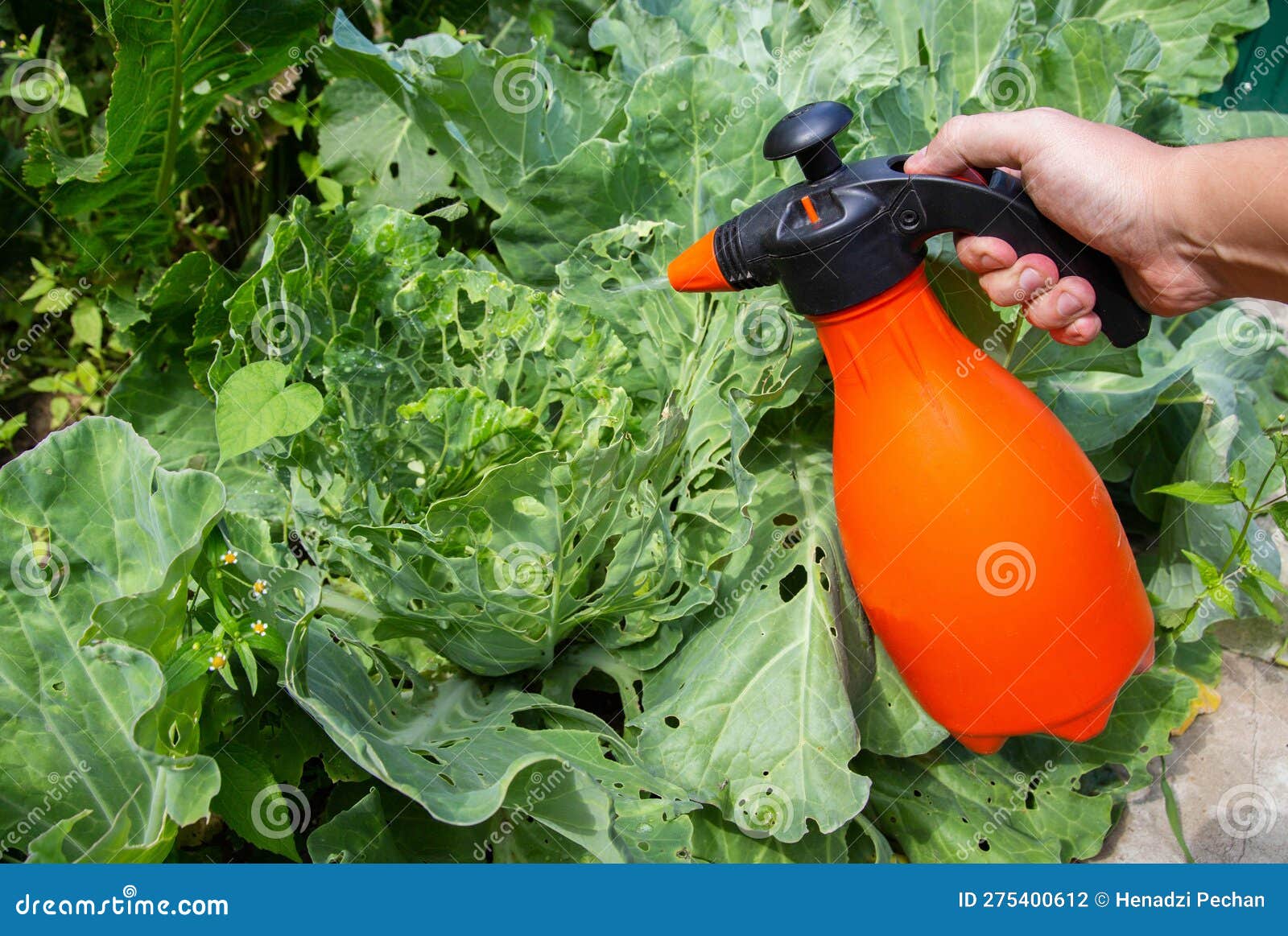 Spraying a Head of Cabbage in the Garden with a Solution of Ammonia and ...
