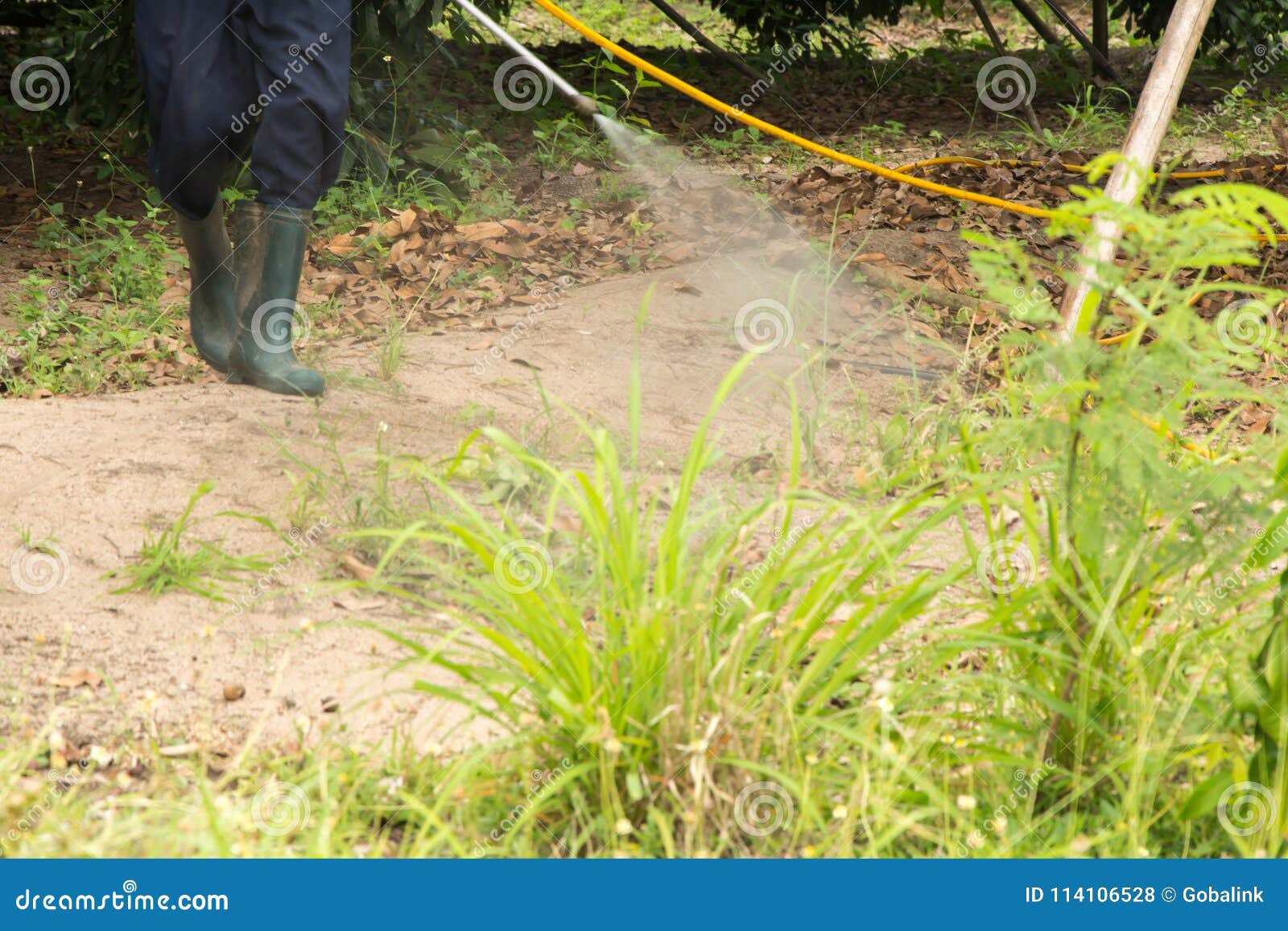 Spraying herbicide stock photo. Image of manual, herbicide - 114106528