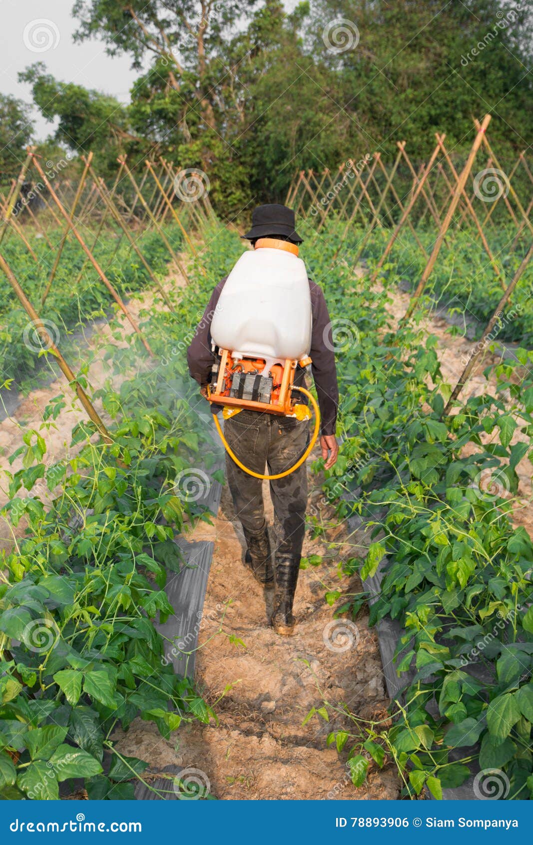 Spraying Insecticide on Beans Garden Stock Photo - Image of farm ...