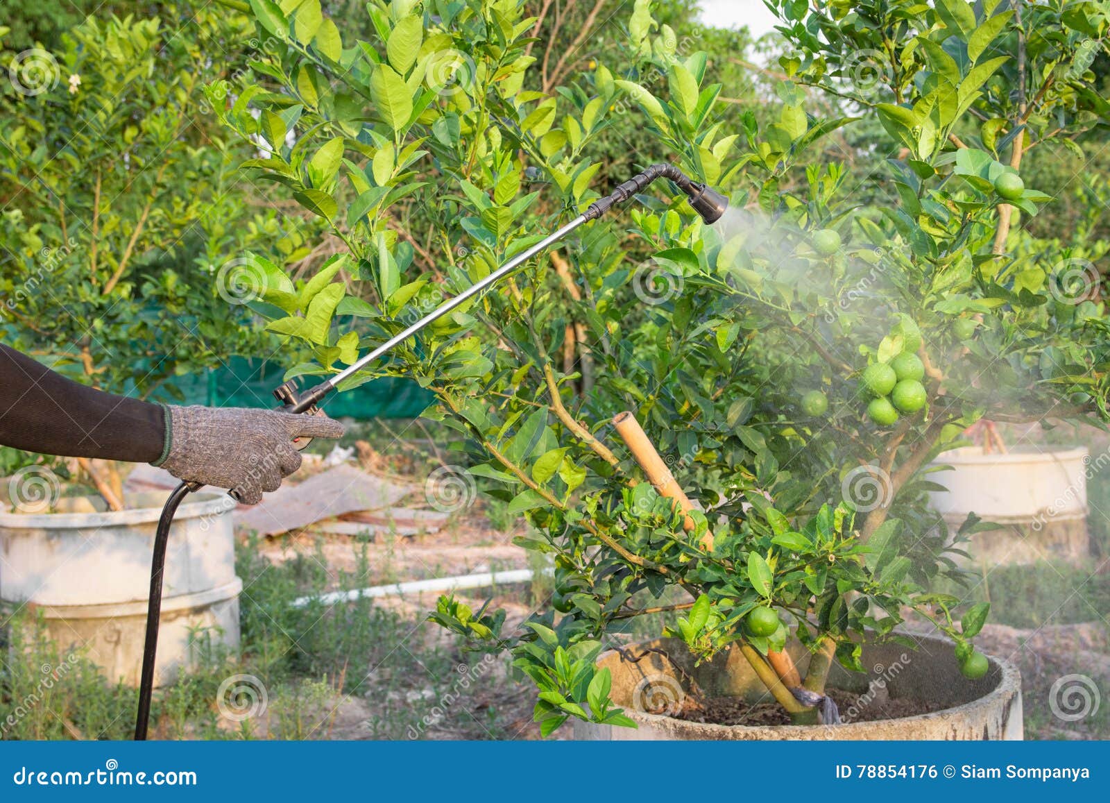 Spraying Insecticide on Lime Garden Stock Photo - Image of farm, leaves ...