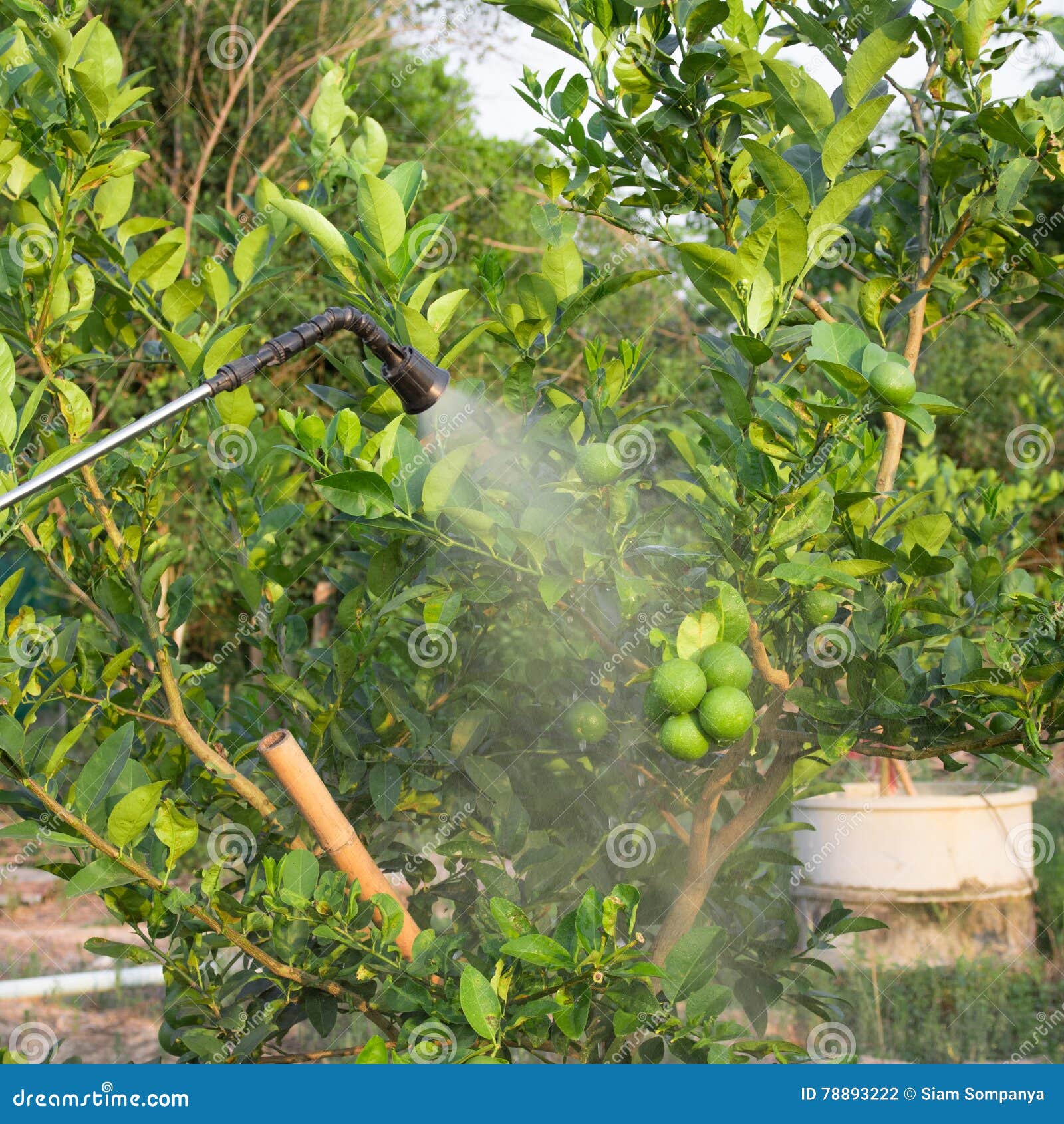 Spraying Insecticide on Lime Garden Stock Photo - Image of pesticide ...