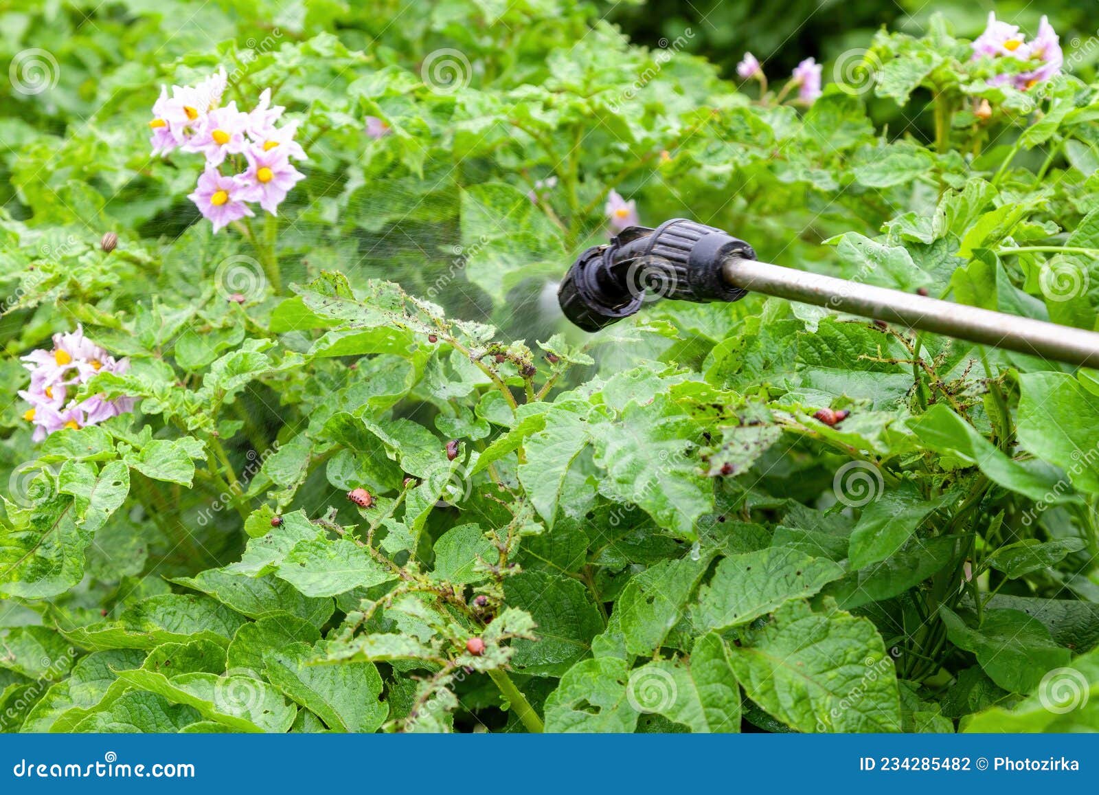 Spraying the Larvae of the Colorado Potato Beetle with an Insecticide ...