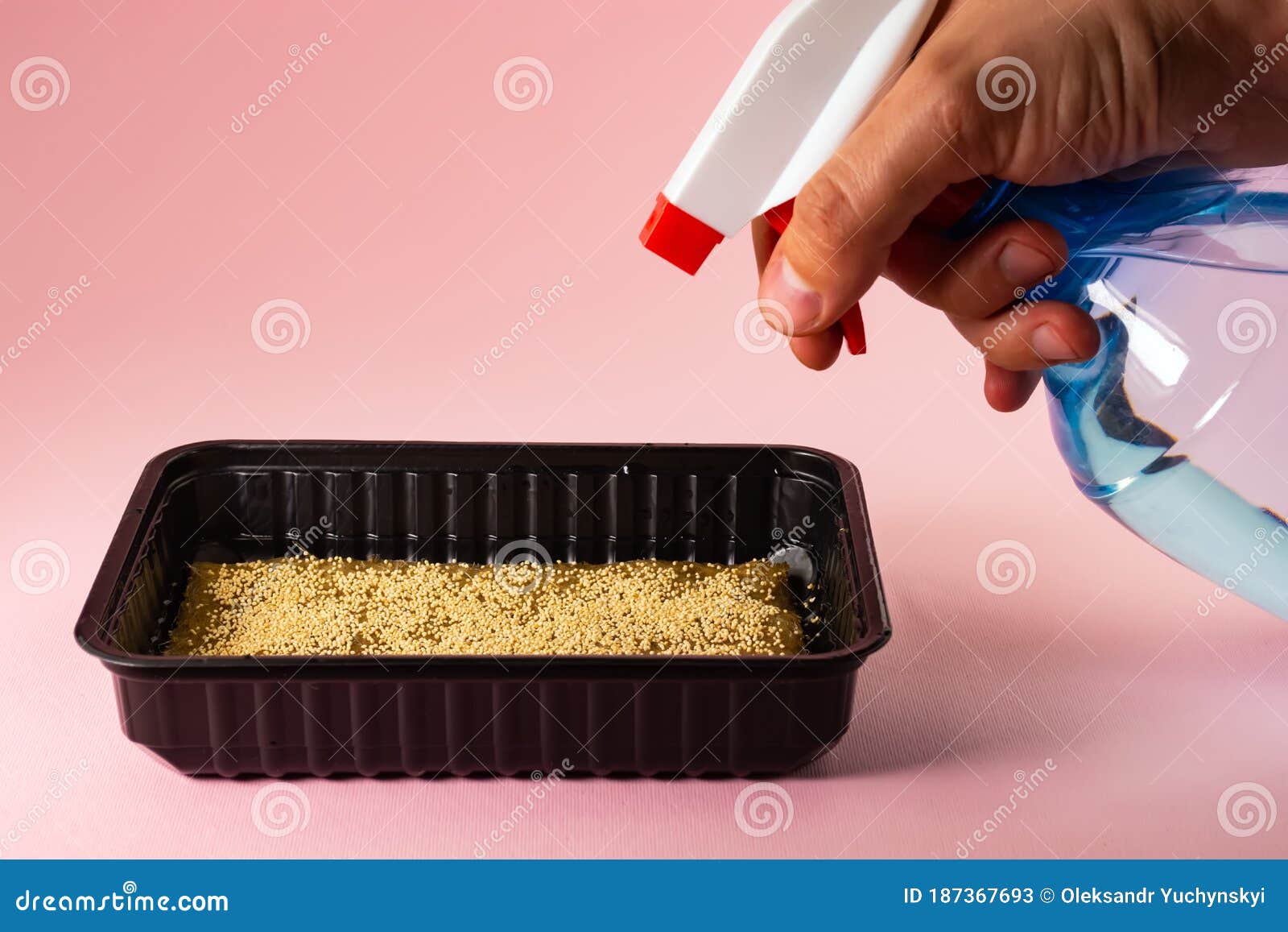 Spraying Microgreen in a Plastic Container with a Spray Bottle Stock ...