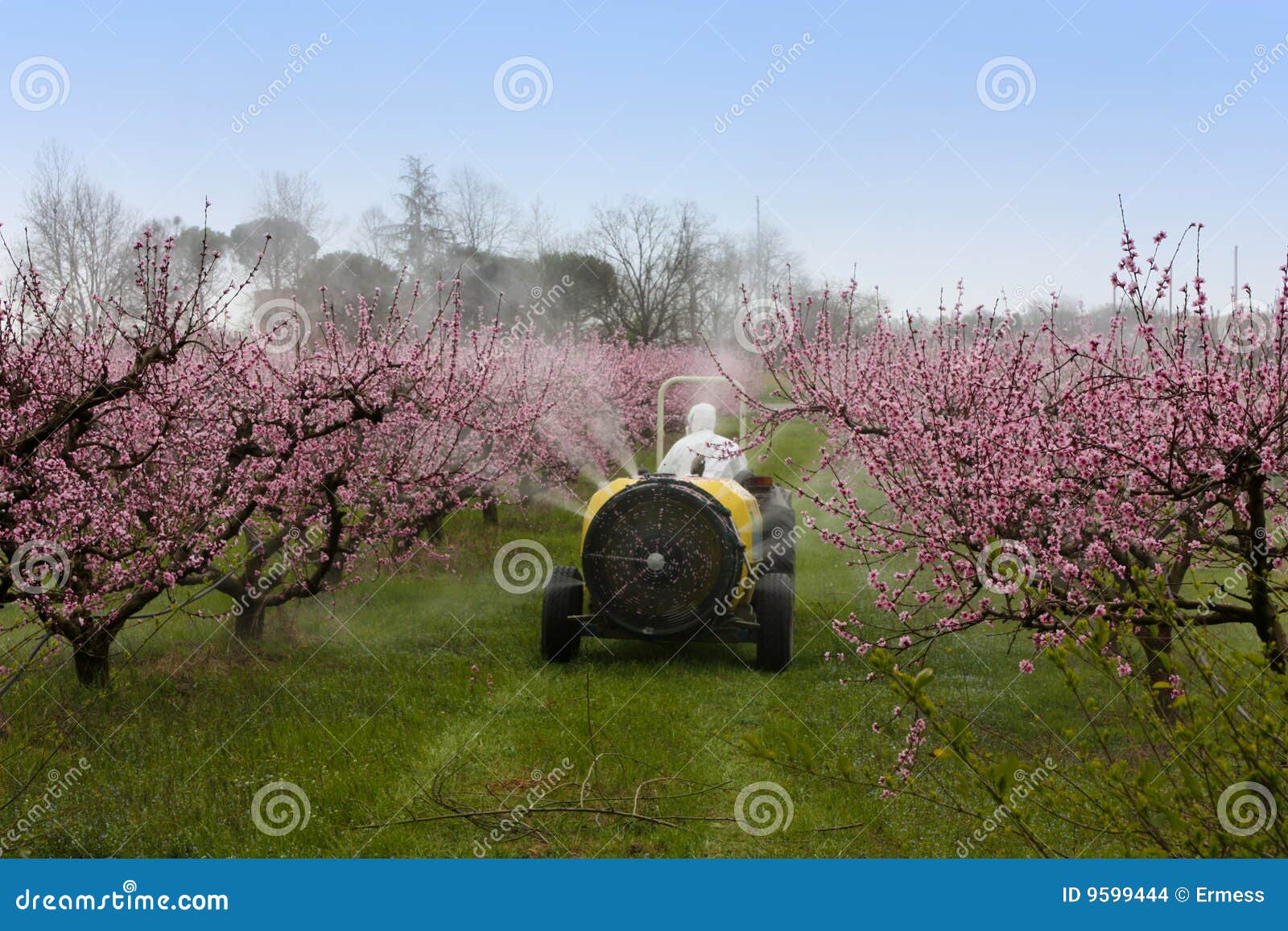 Spraying of peach stock photo. Image of pollute, disease - 9599444
