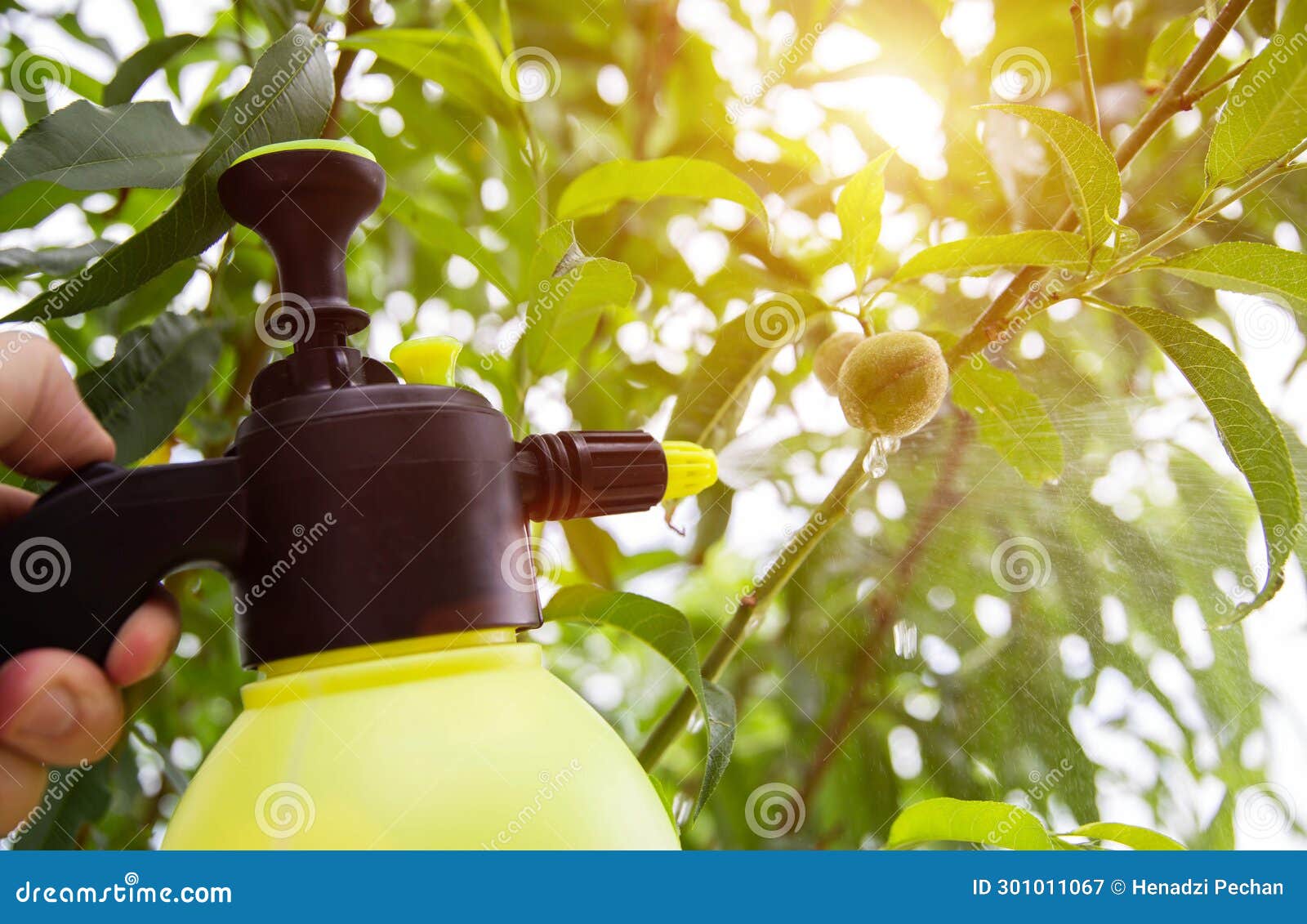 Spraying Peach from Pests and Diseases. Sunset Stock Image - Image of ...