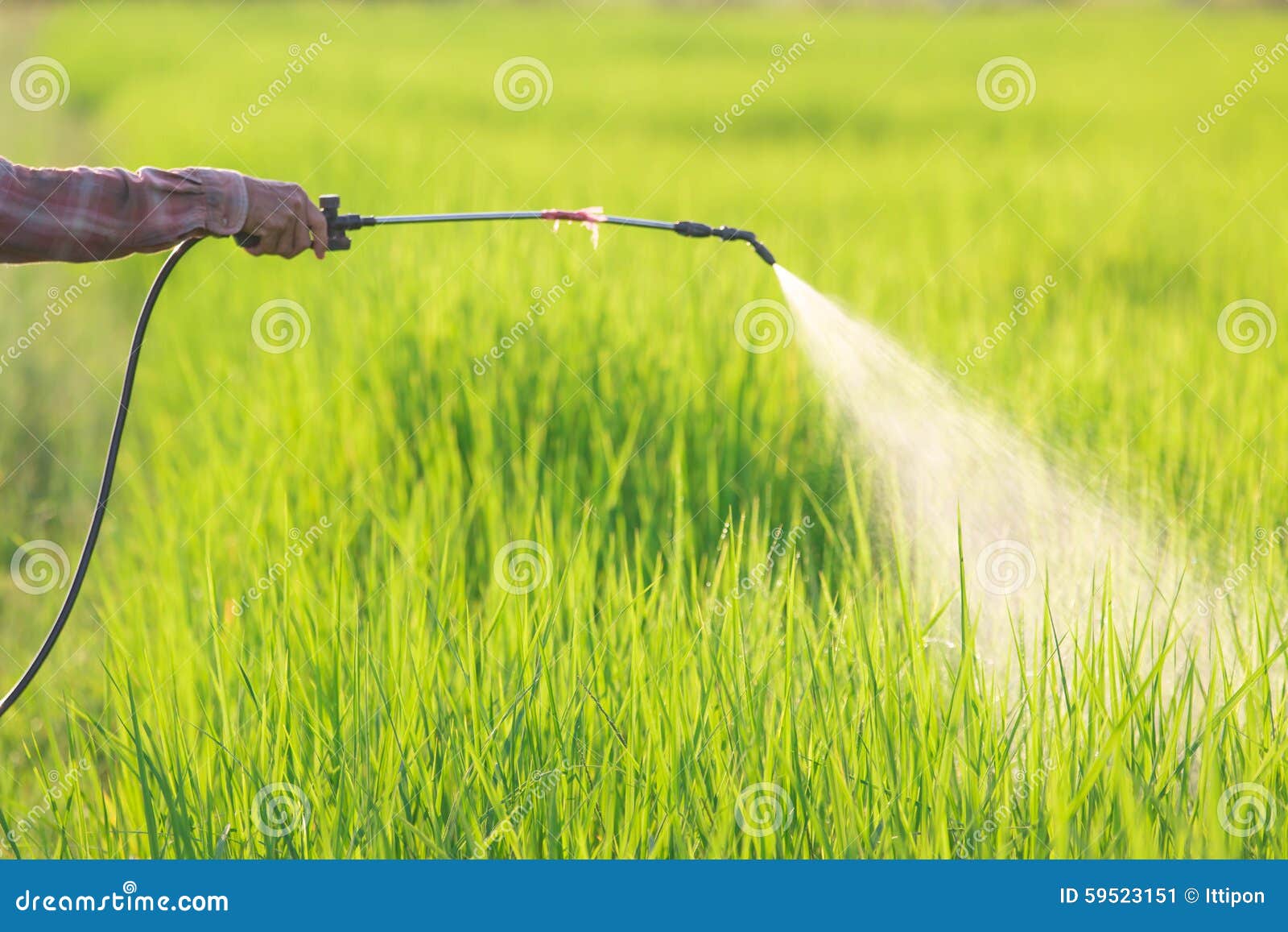 Spraying pesticide stock image. Image of pollute, pollution - 59523151