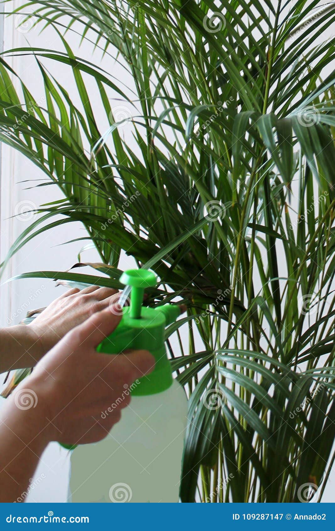 Spraying the Plant with a Spray Gun Stock Image - Image of growth ...