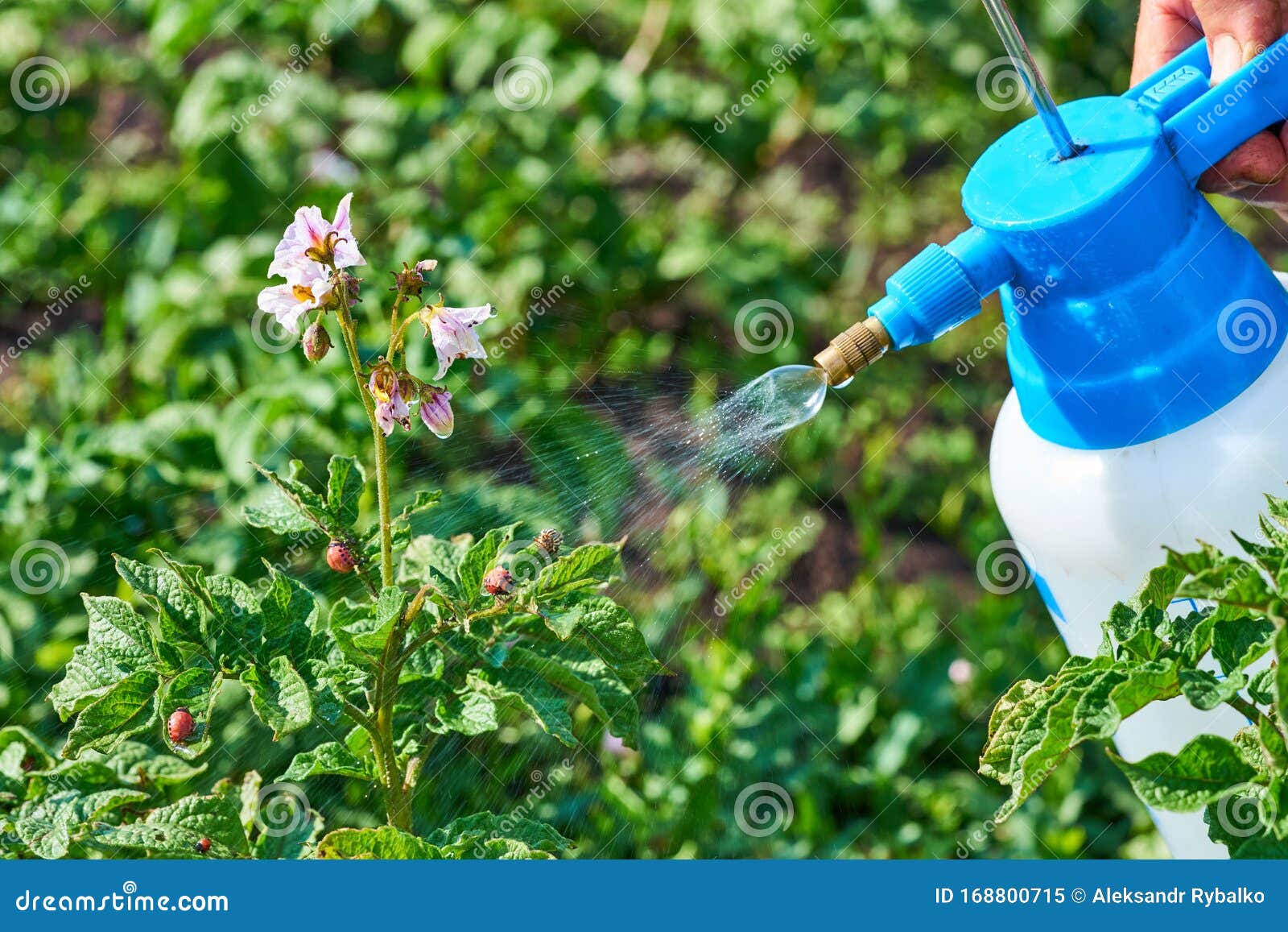 Spraying Plants Against Colorado Potato Beetle. Insect Pest Control In ... Spraying Plants Against Colorado Potato Beetle. Insect Pest Control In ...