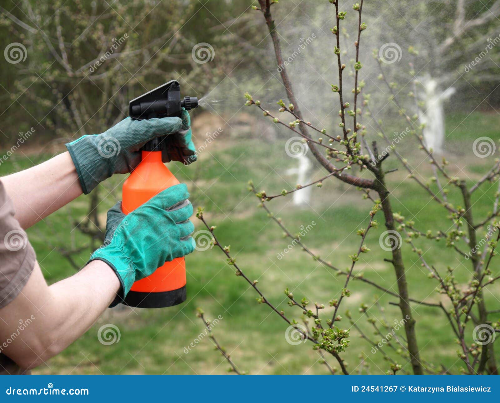 Spraying Plants with a Sprayer Stock Image - Image of flowering ...
