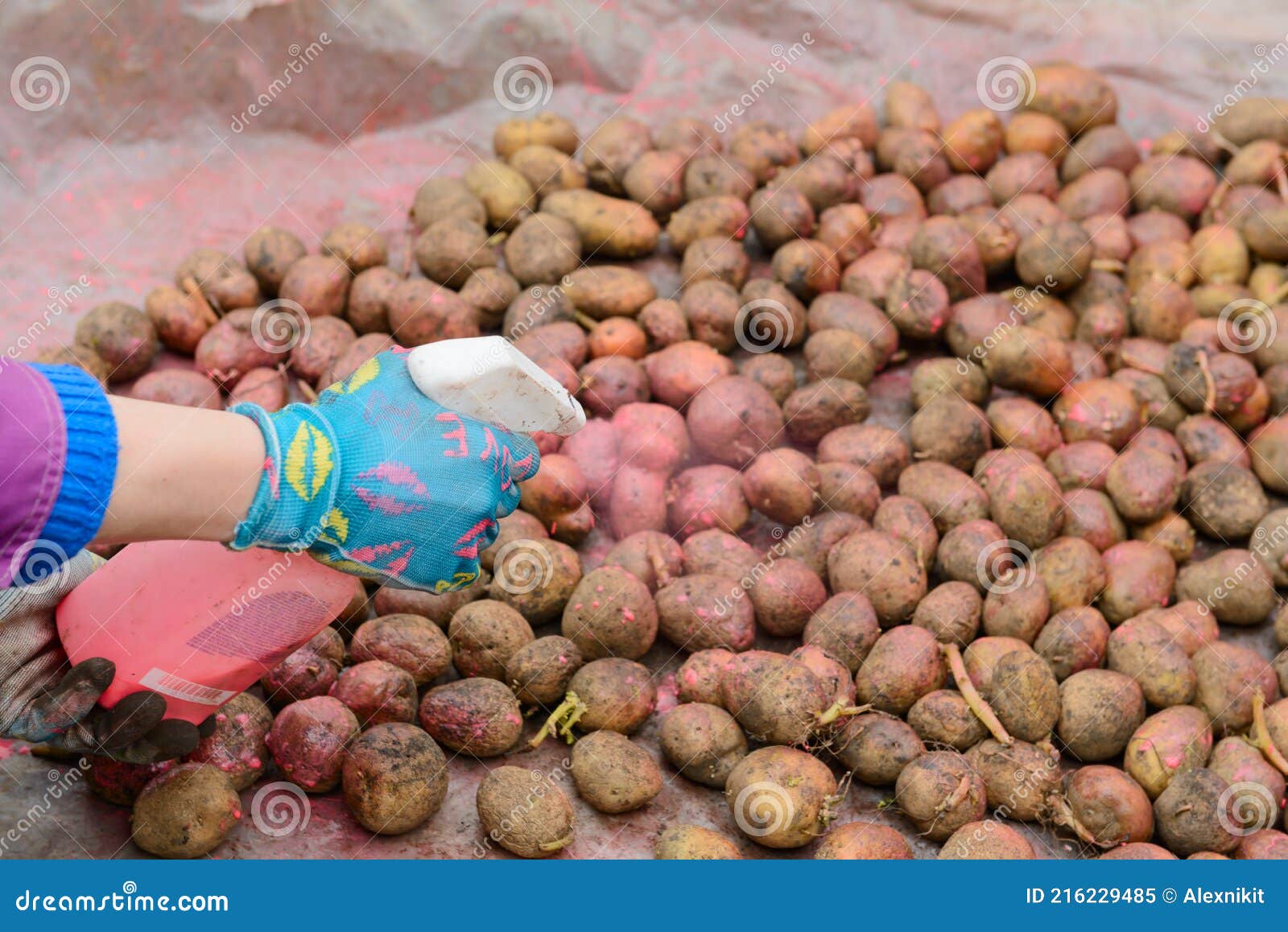 Spraying Potato Tubers with a Protective Compound Stock Image - Image ...