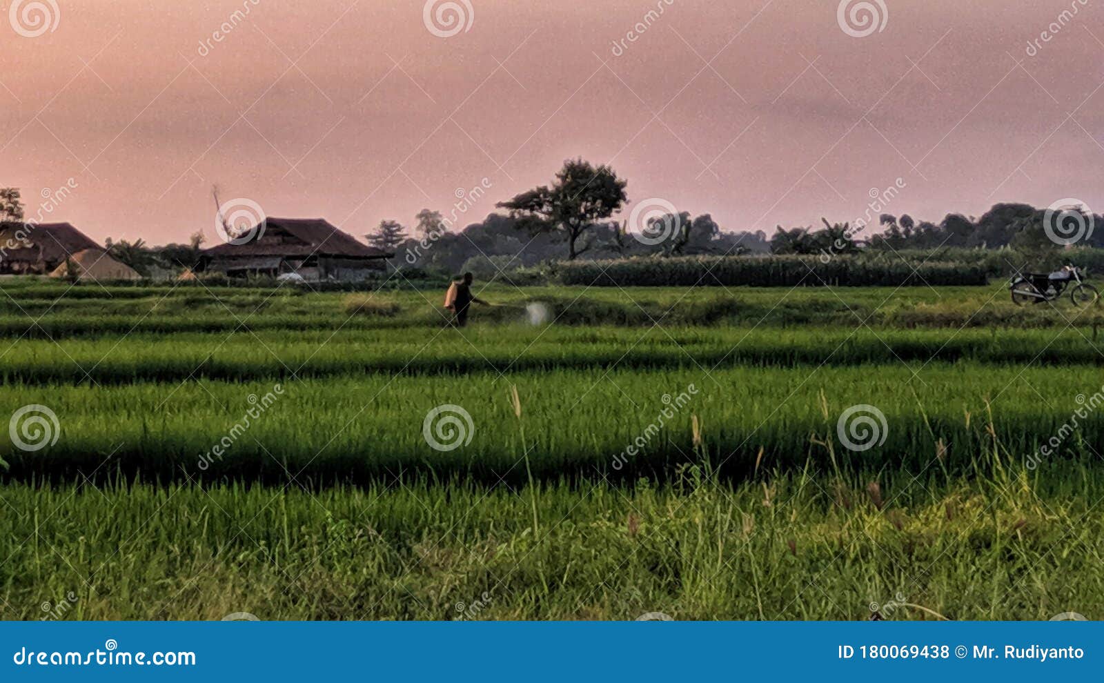 Spraying Rice in Paddy Field Stock Photo - Image of plain, field: 180069438