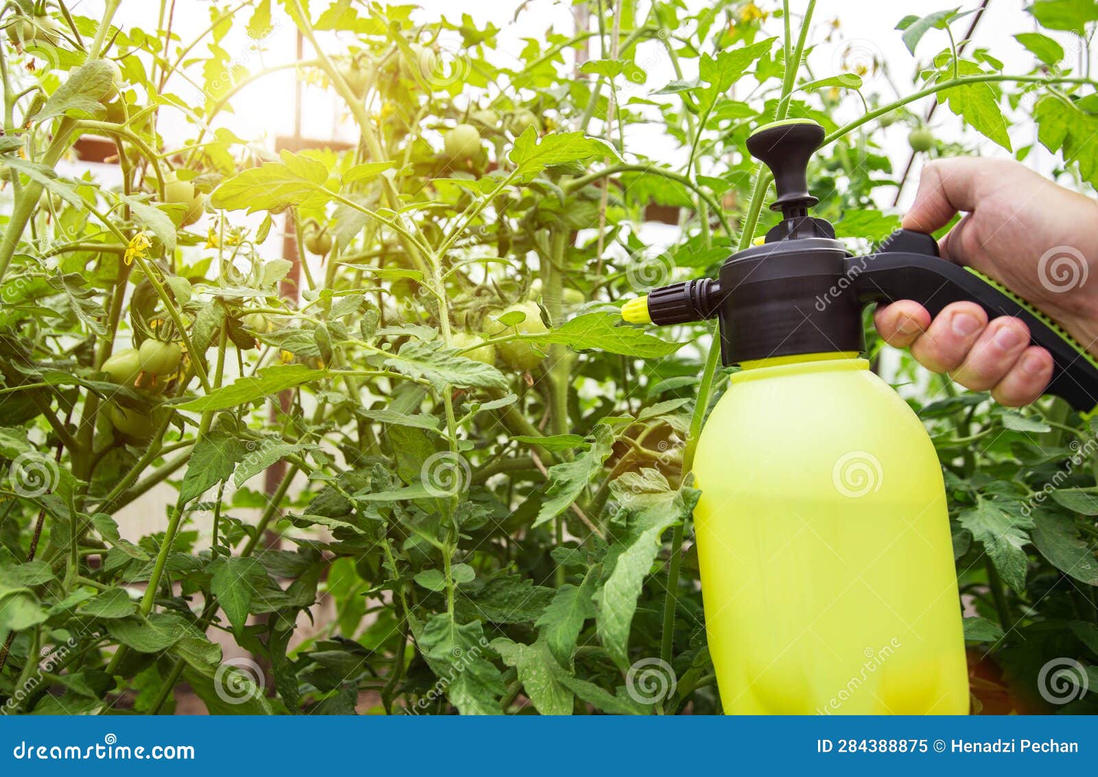 Spraying Tomatoes with Boric Acid from Late Blight and Parasites. Copy ...