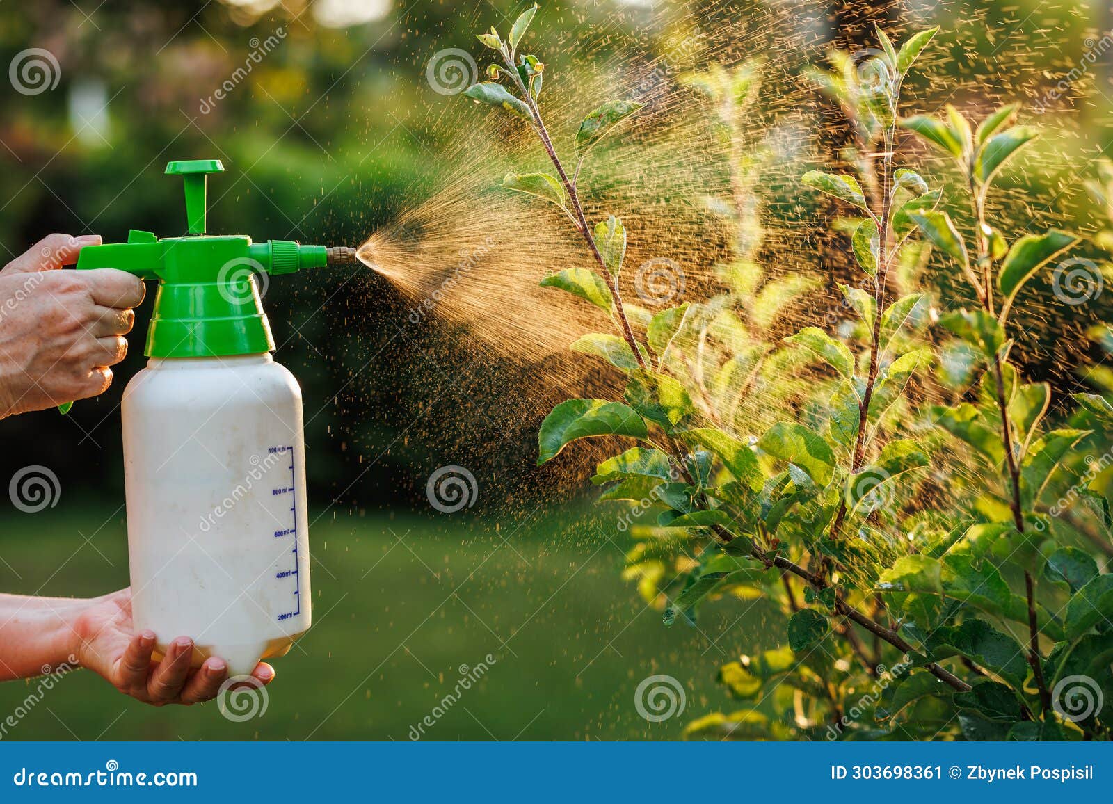 Spraying Tree with Insecticide Against Pests and Diseases in the Garden ...