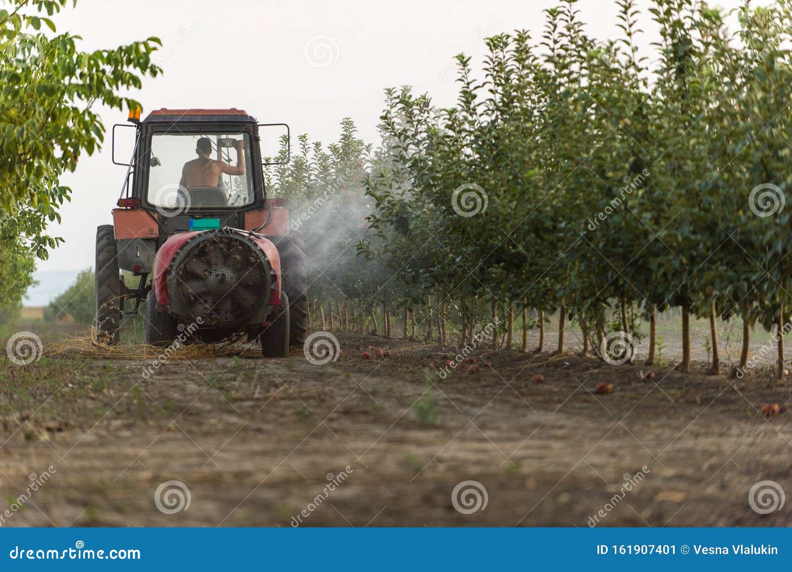 Spraying Trees in Fruit Orchard Against Deceases Stock Image - Image of ...