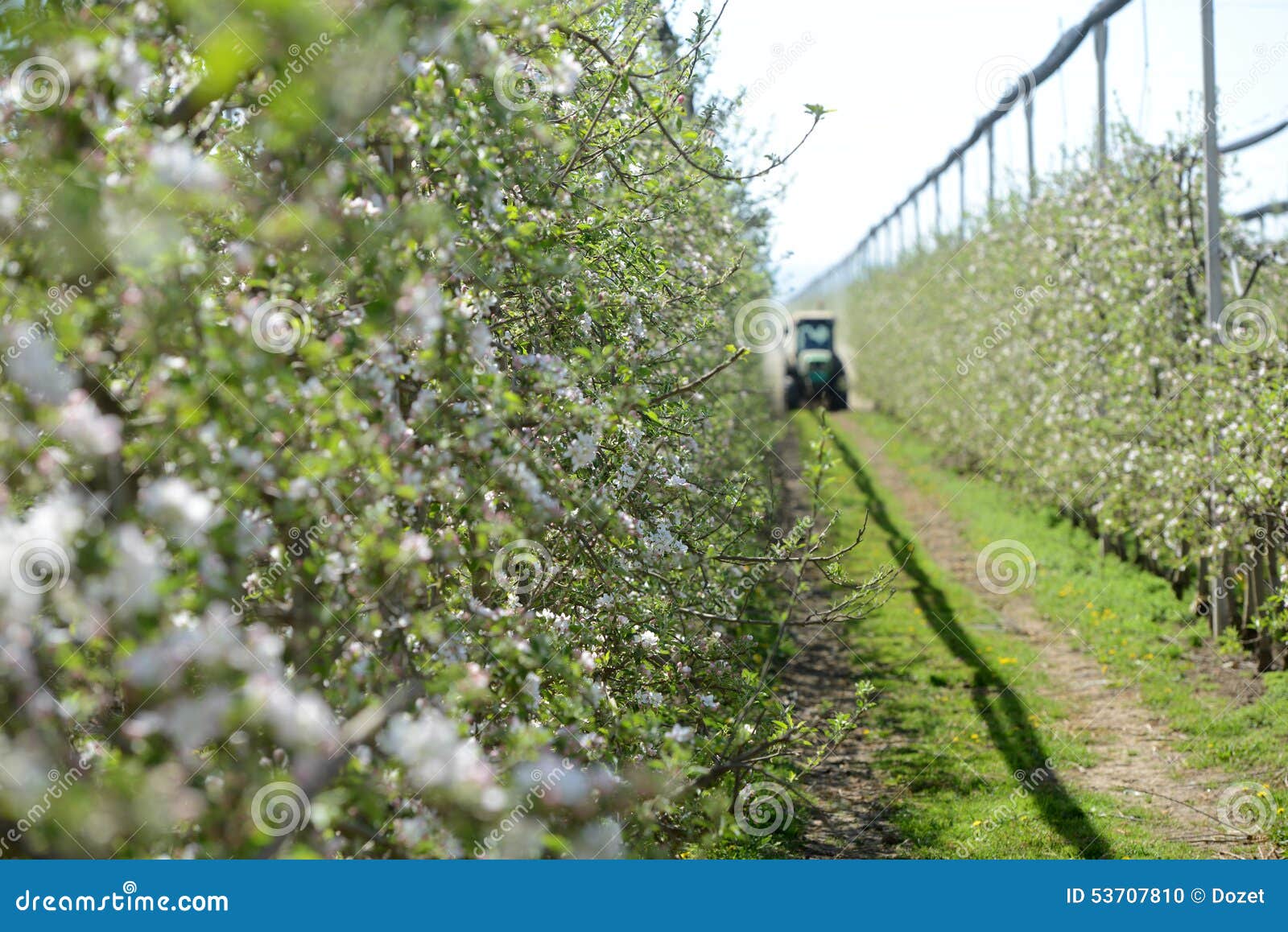 Spraying trees orchard stock photo. Image of insecticide - 53707810