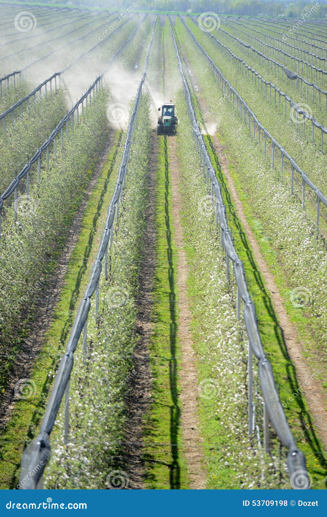 Spraying trees orchard stock photo. Image of industry - 53709198