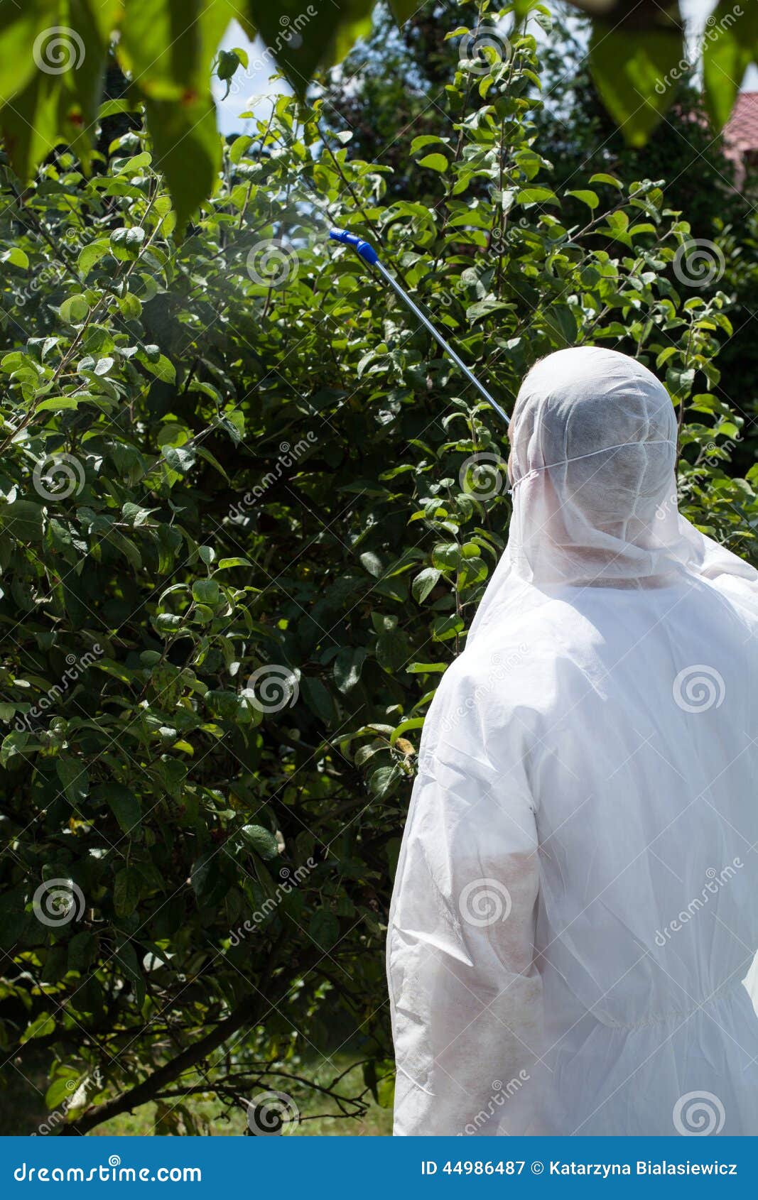 Spraying trees in orchard stock image. Image of crop - 44986487