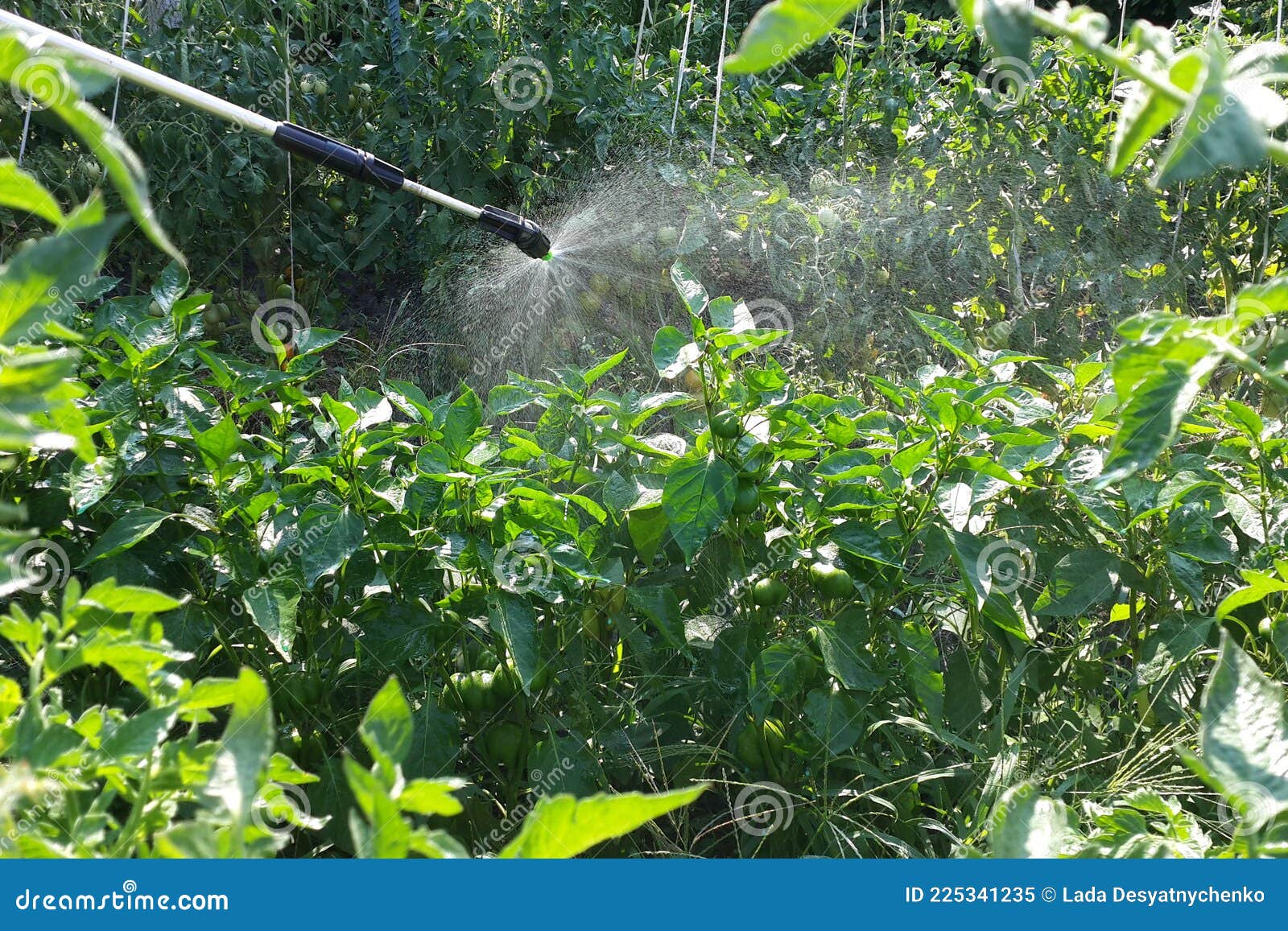 Spraying Vegetables in the Garden from Pump Sprayer Stock Image - Image ...