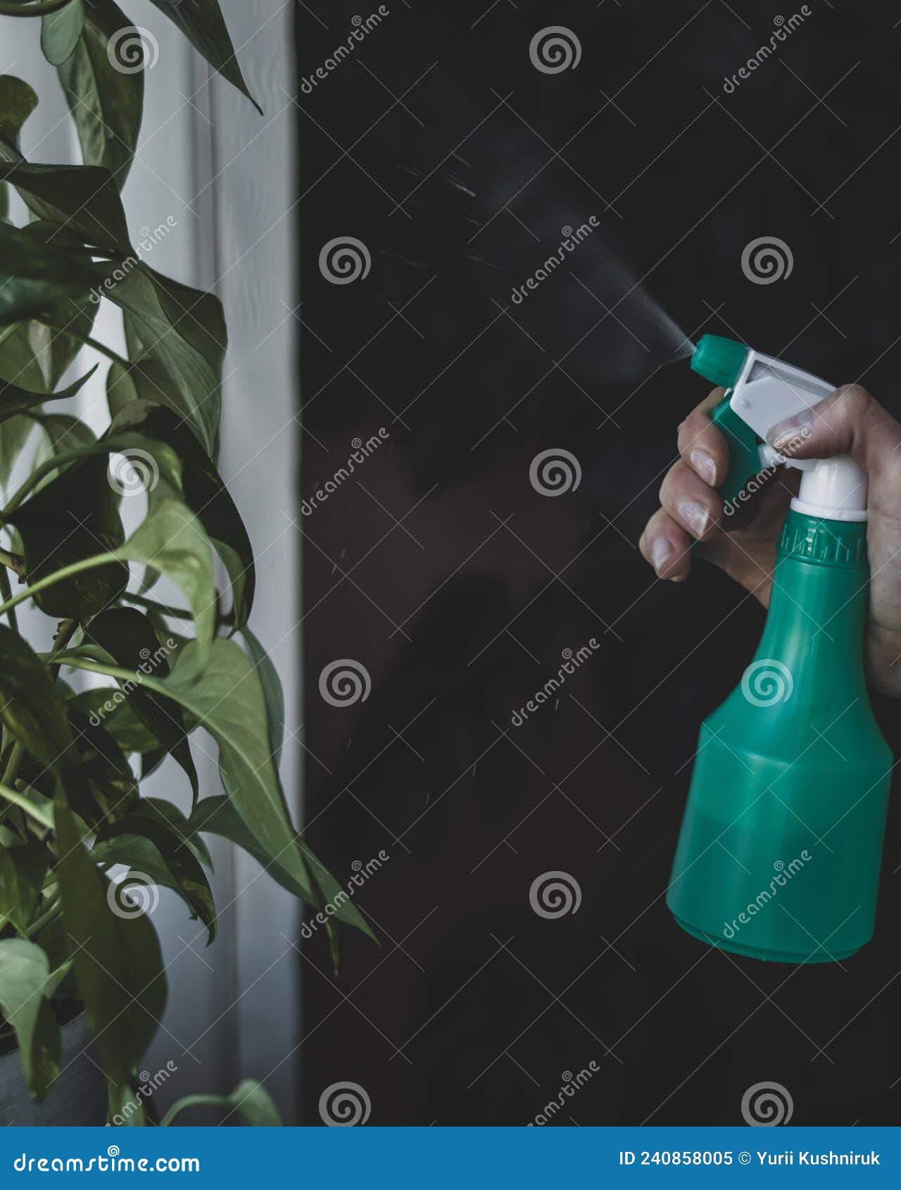 Spraying the Water from Atomizer on House Plants Stock Image - Image of ...