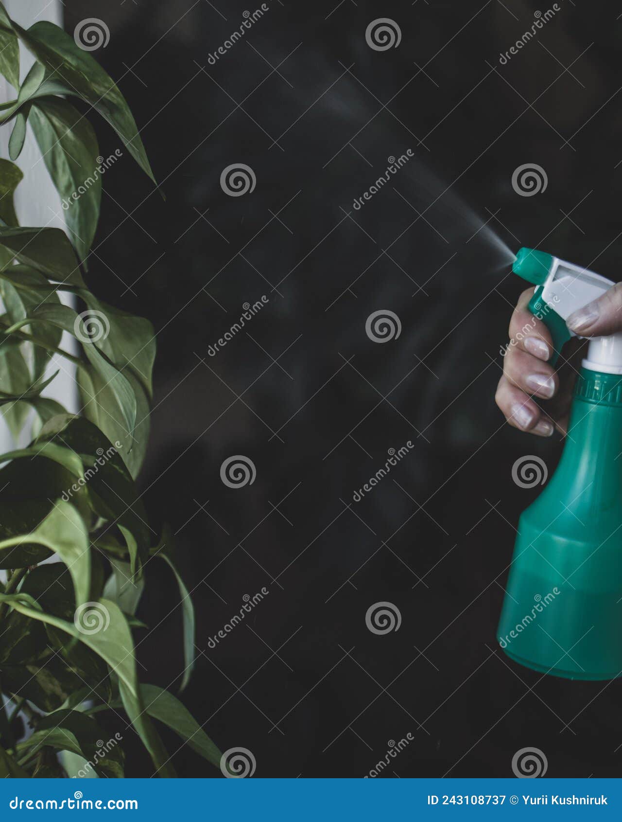 Spraying the Water from Atomizer on House Plants Stock Image - Image of ...