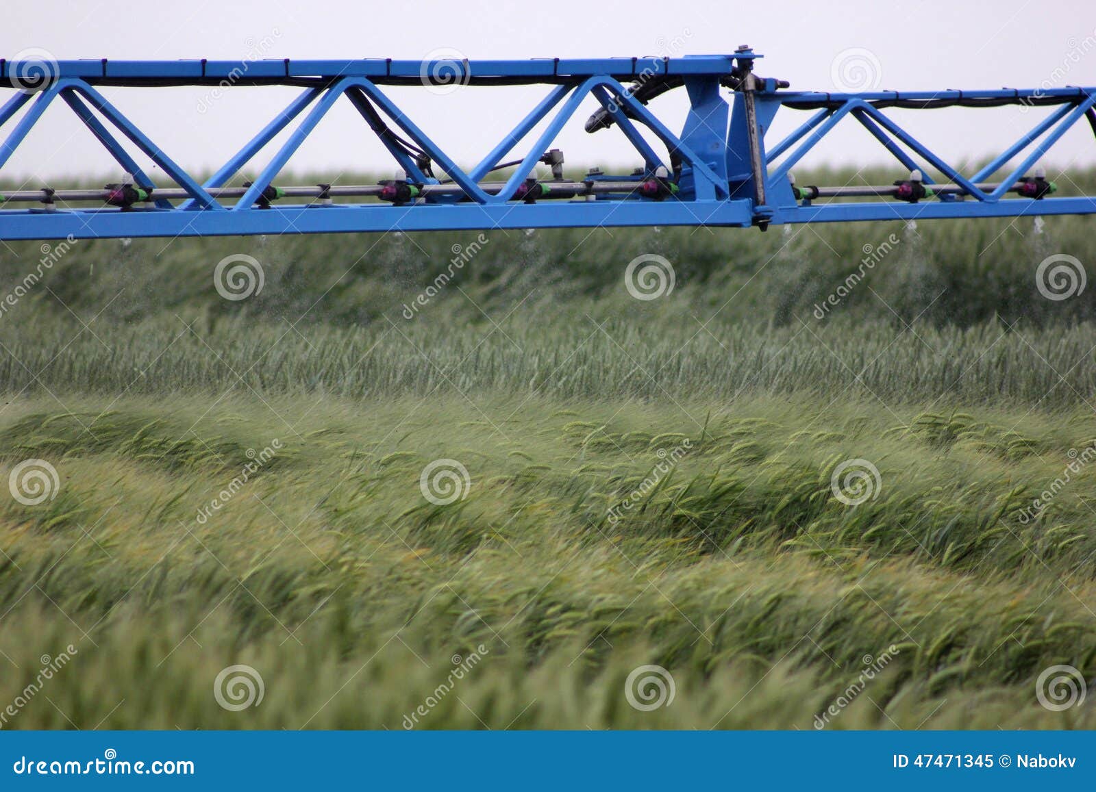 Spraying wheat stock image. Image of vegetation, wheat - 47471345