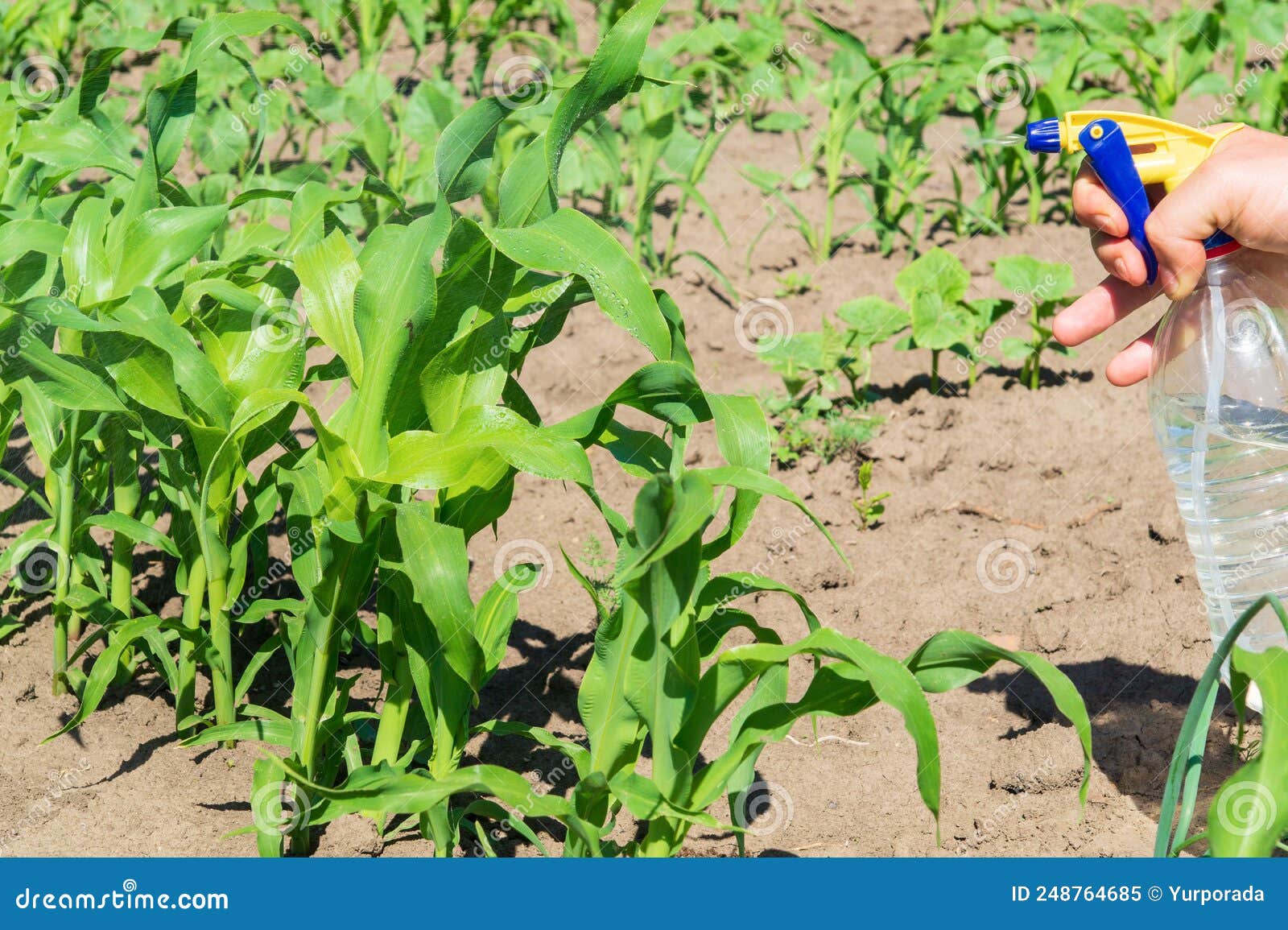 Spraying Young Corn To Prevent Diseases in the Garden Stock Image ...