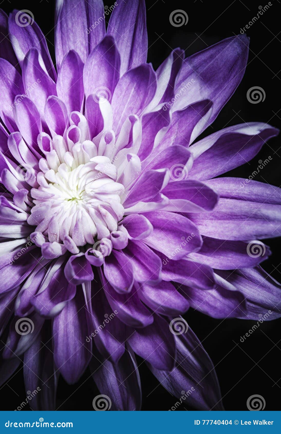 Spraymum Flower stock photo. Image of nature, blossom - 77740404