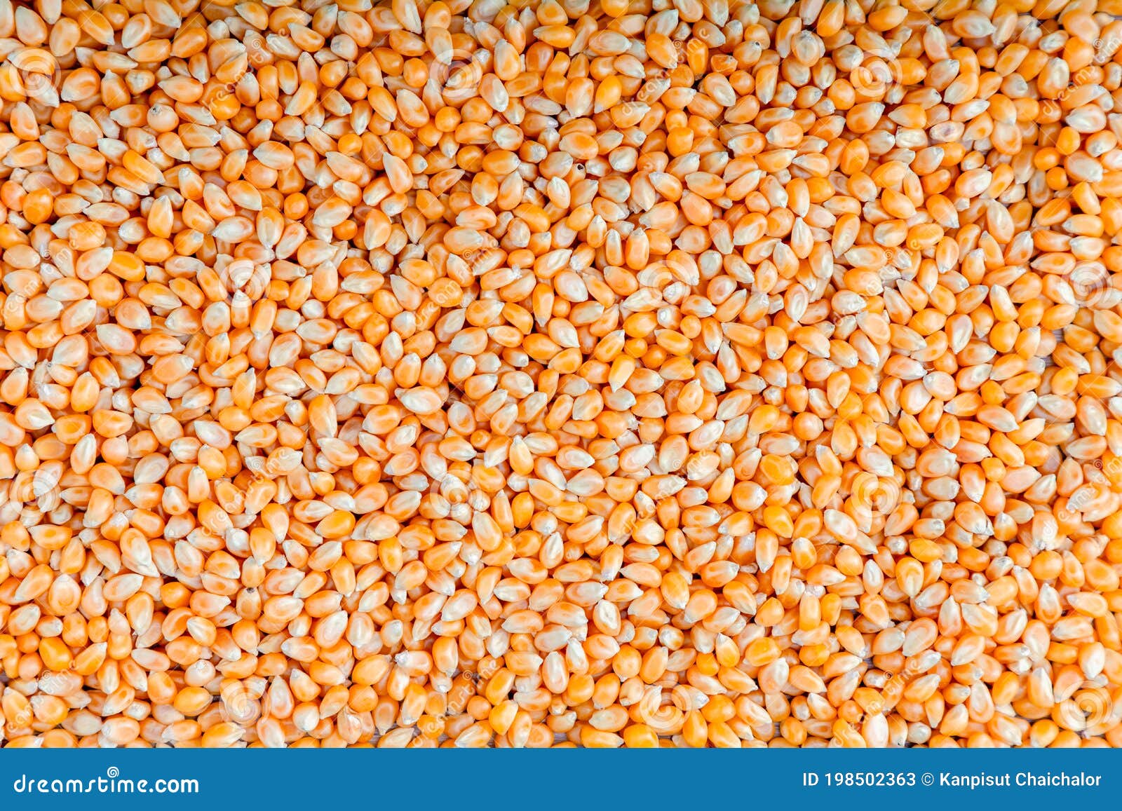 Spread Ed Yellow Corn Kernels Background. Corn Texture Lots Of Corns Or ...