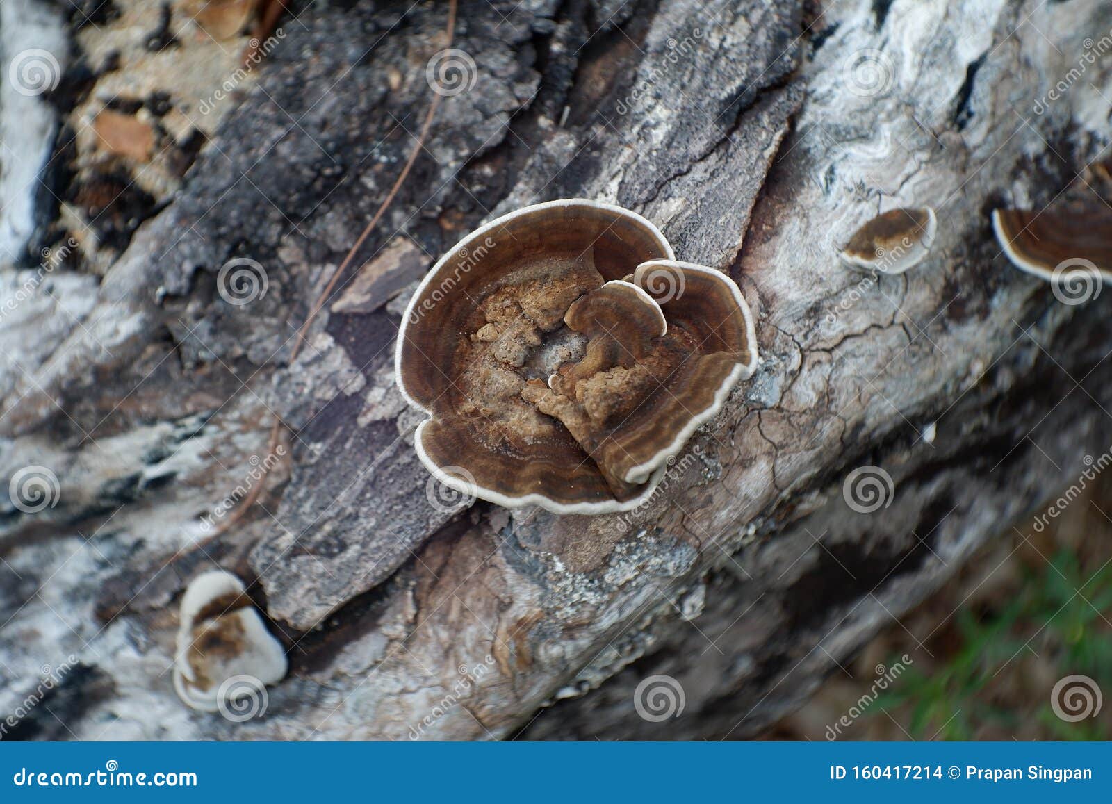 Ganoderma Lucidum at Log Timber Planting Stock Photo - Image of timber ...
