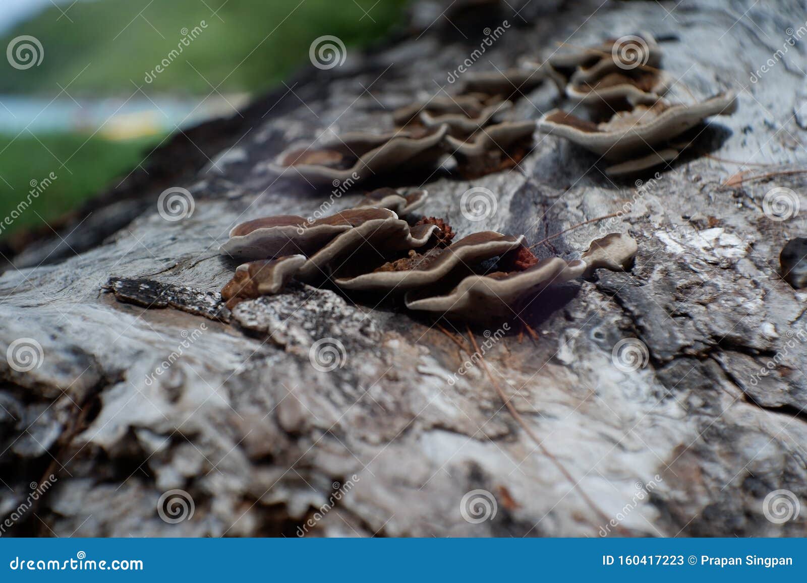 Ganoderma Lucidum at Log Timber Planting Stock Image - Image of ...