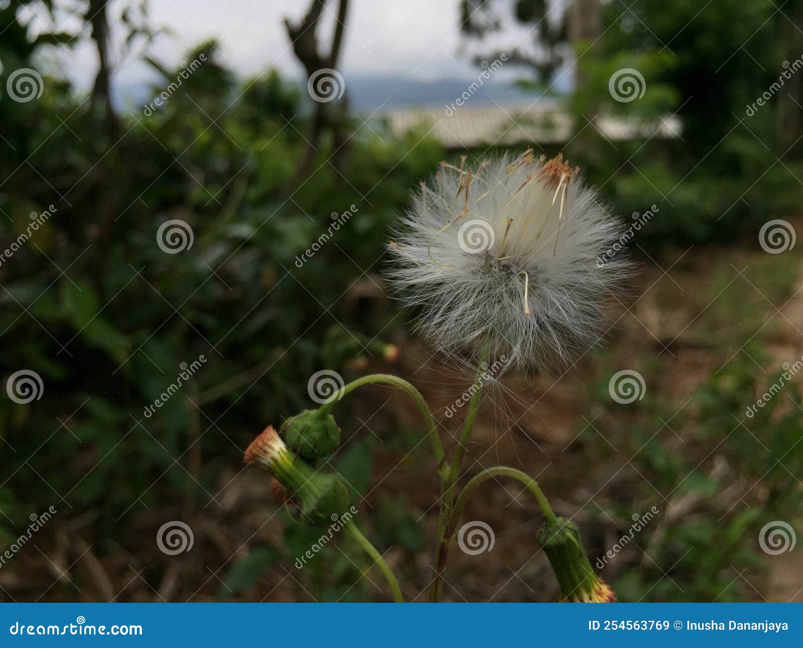 Hulan Tala flowers stock image. Image of flowers, health - 254563769