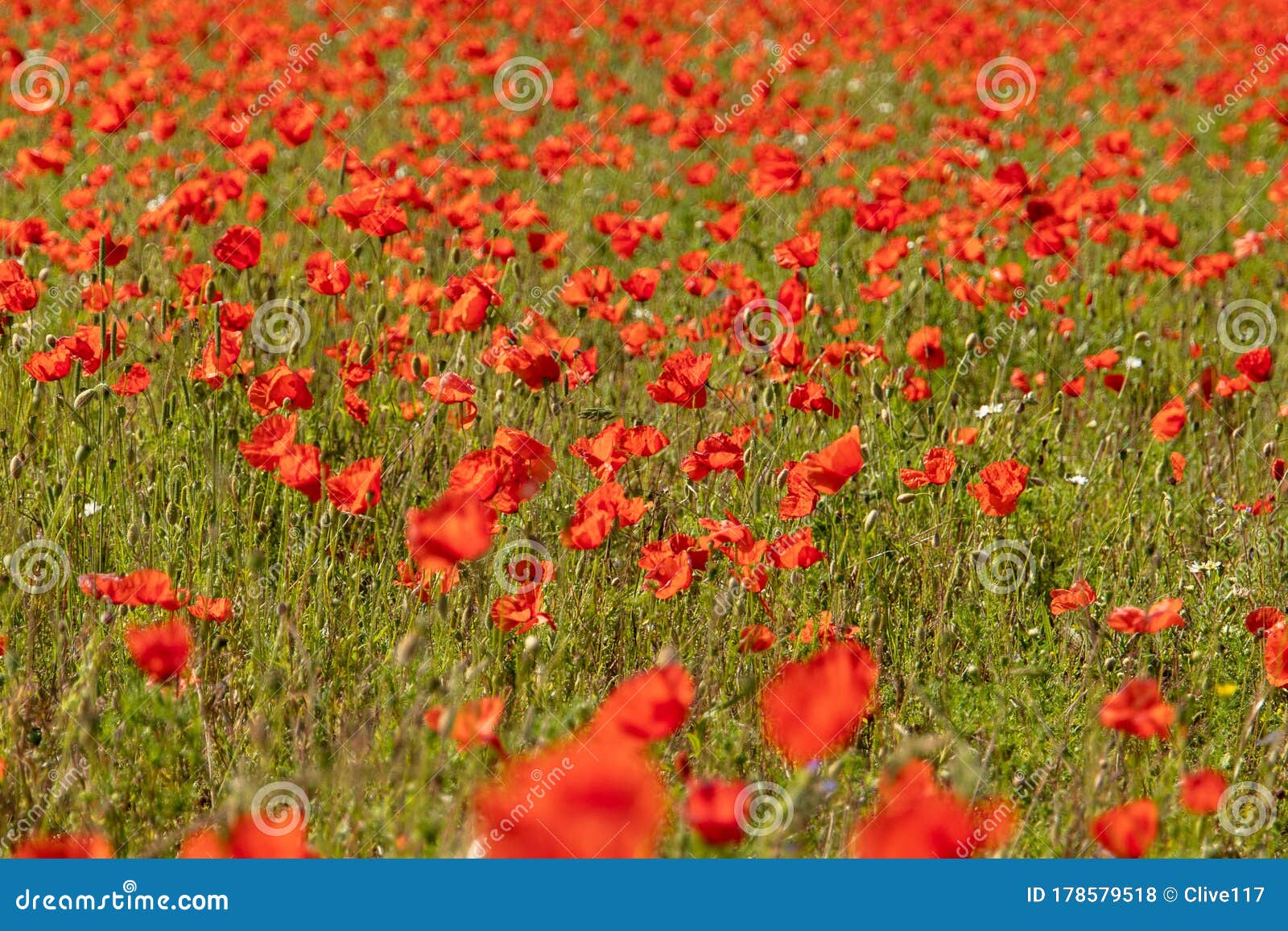 A Spread of Poppies stock photo. Image of seeding, growing - 178579518