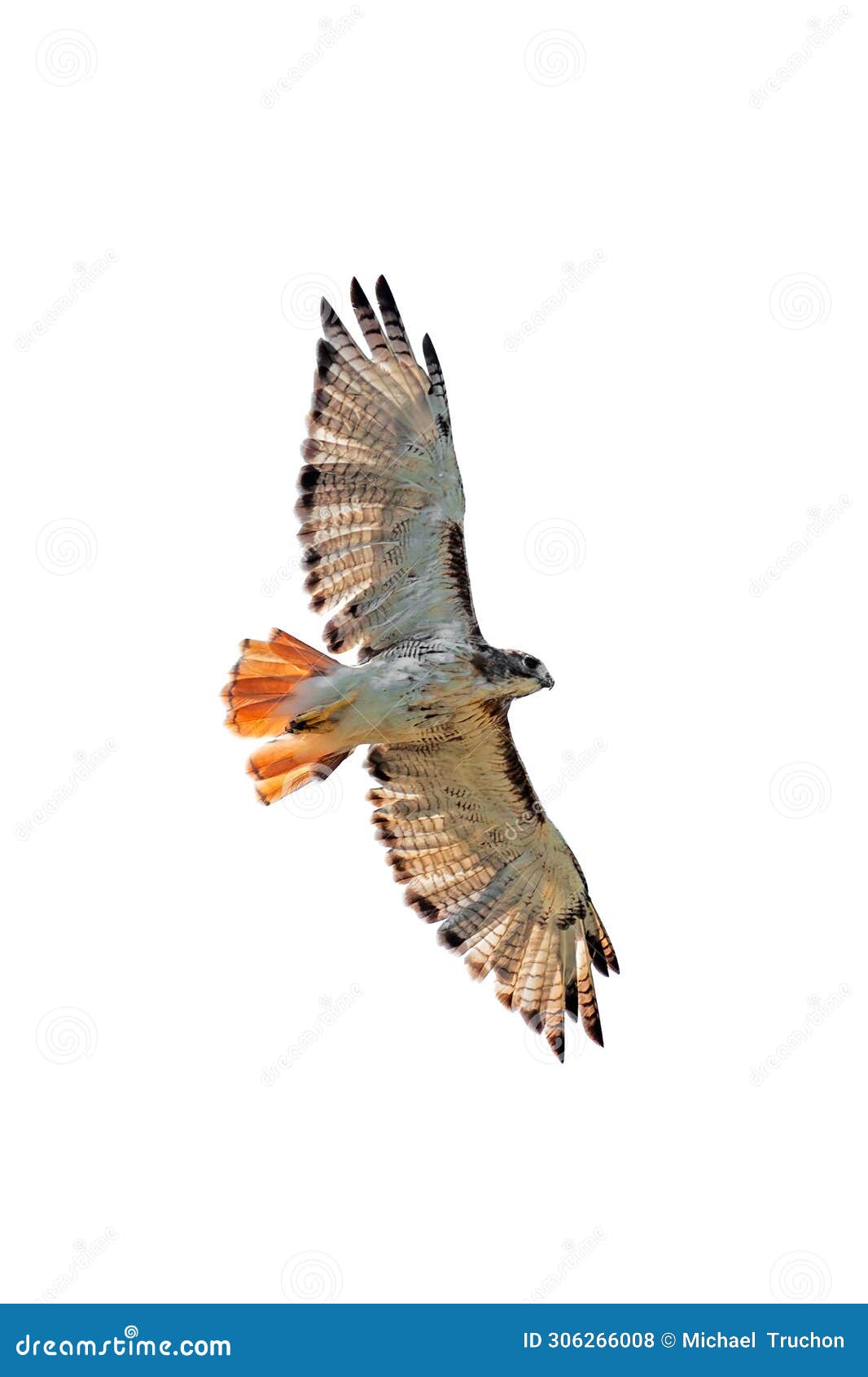 Spread Wing Red-Tailed Hawk Soars on a White Background Stock Photo ...