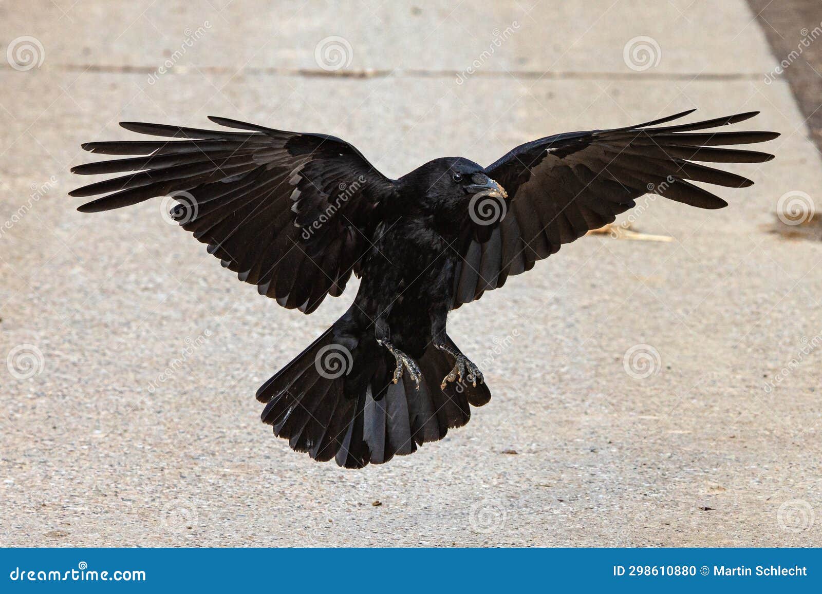 Spread Wings of a Crow while Landing Stock Photo - Image of outdoors ...