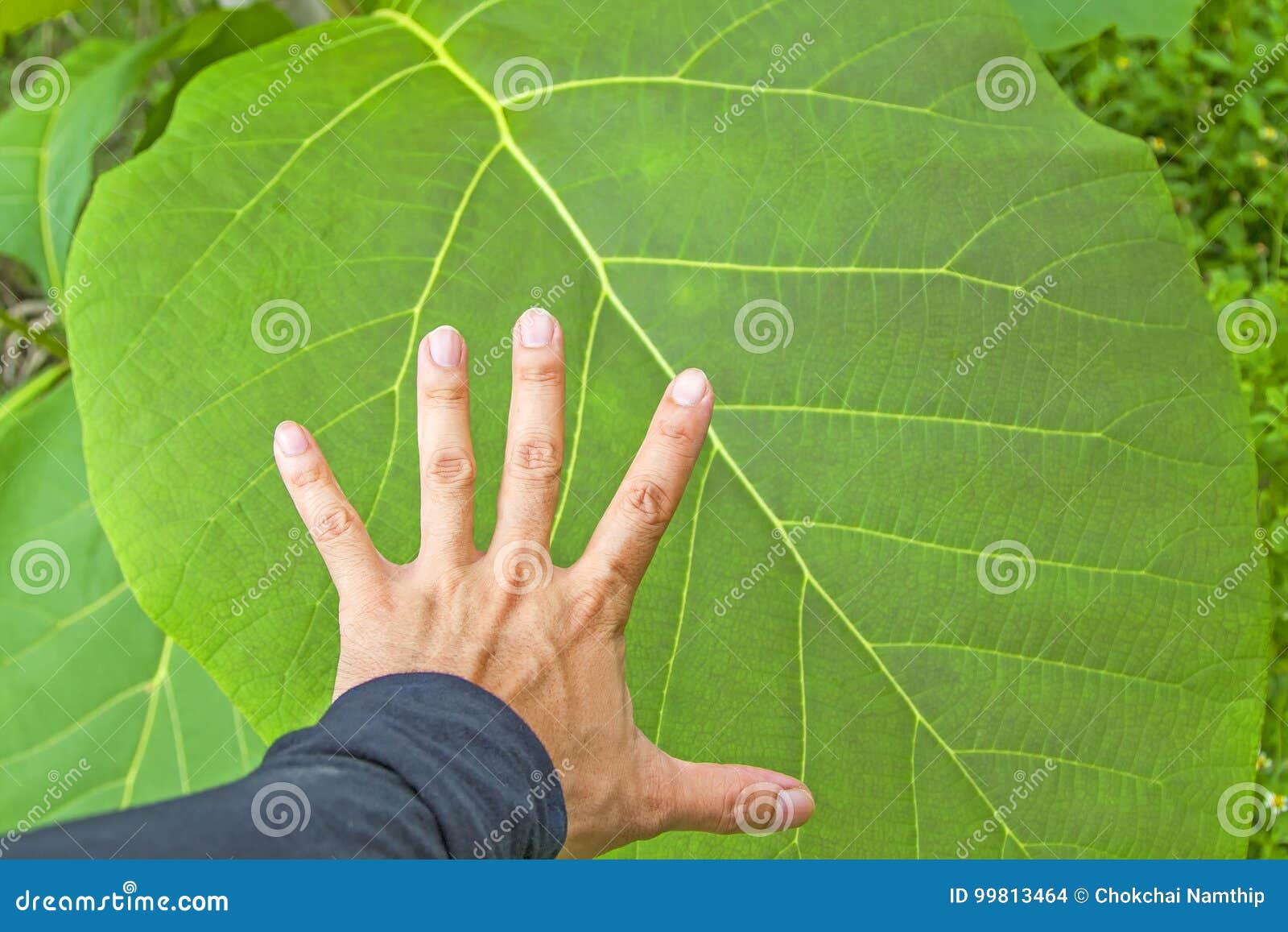 Spread Your Hands with Big Leaves Stock Photo - Image of freshness ...