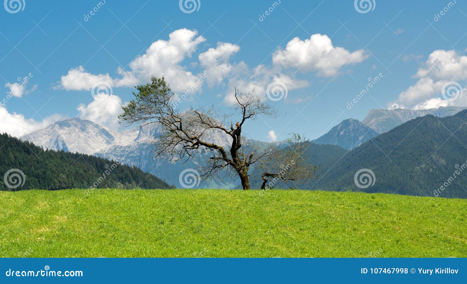 Spreading Single Tree on Green Grass in Mountains Stock Photo - Image ...