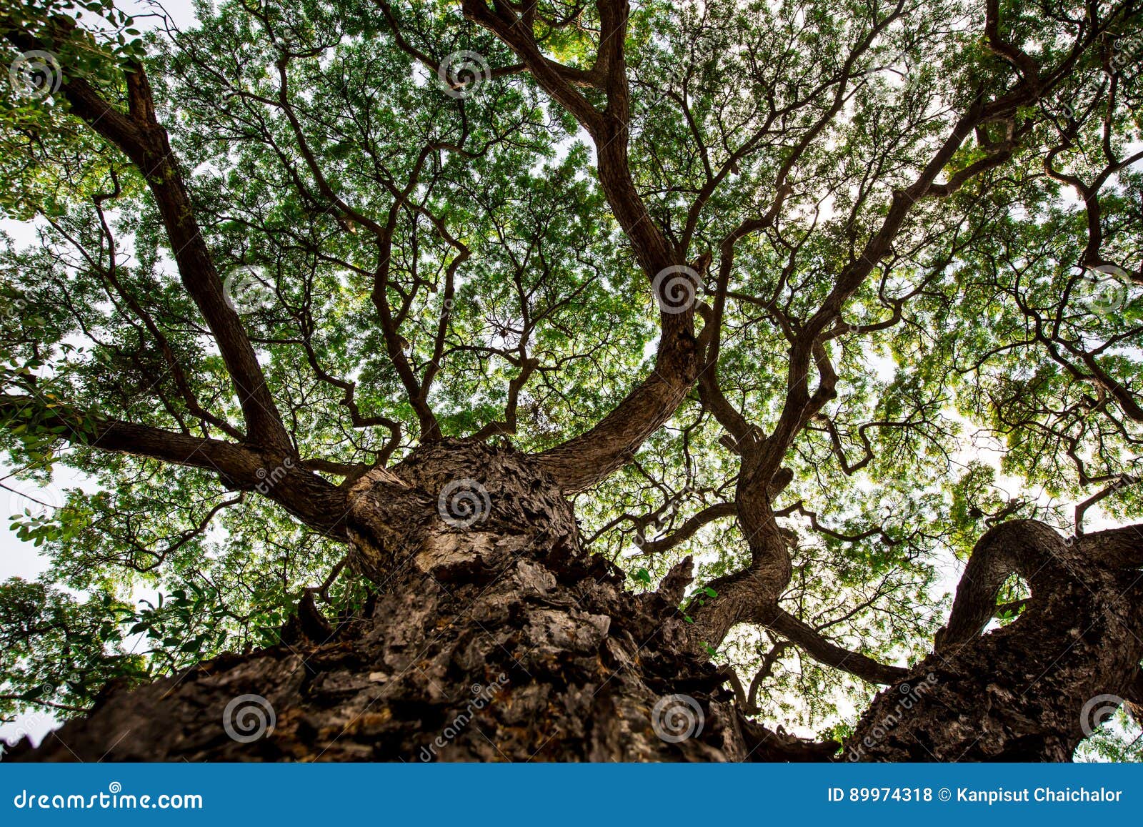 Spreading Branch on Tree from the Bottom View Stock Photo - Image of ...