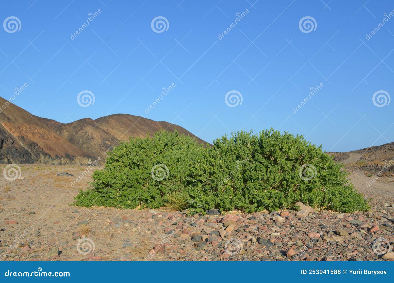 A Spreading Bush in Eastern Desert, Egypt Stock Photo - Image of ...