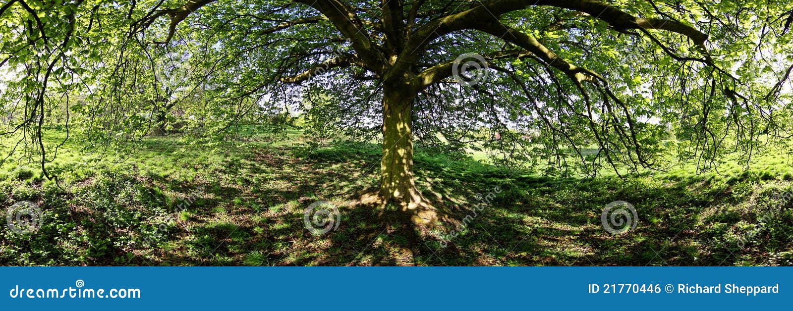 Spreading chestnut tree stock photo. Image of spreading - 21770446